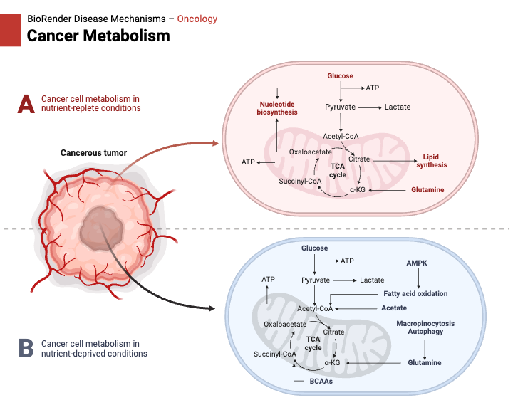 Cancer Metabolism | BioRender Science Templates