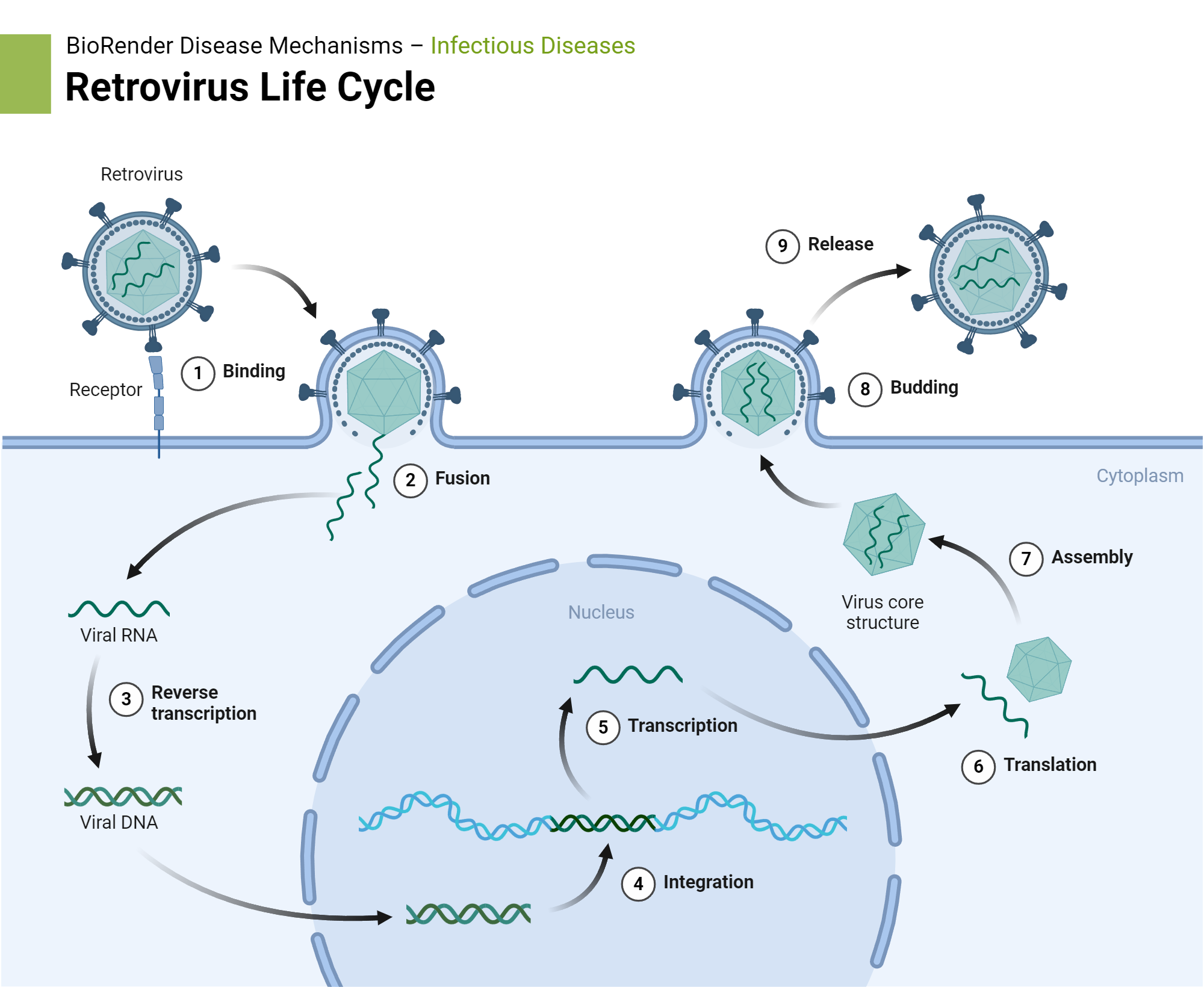 Retrovirus Life Cycle | BioRender Science Templates