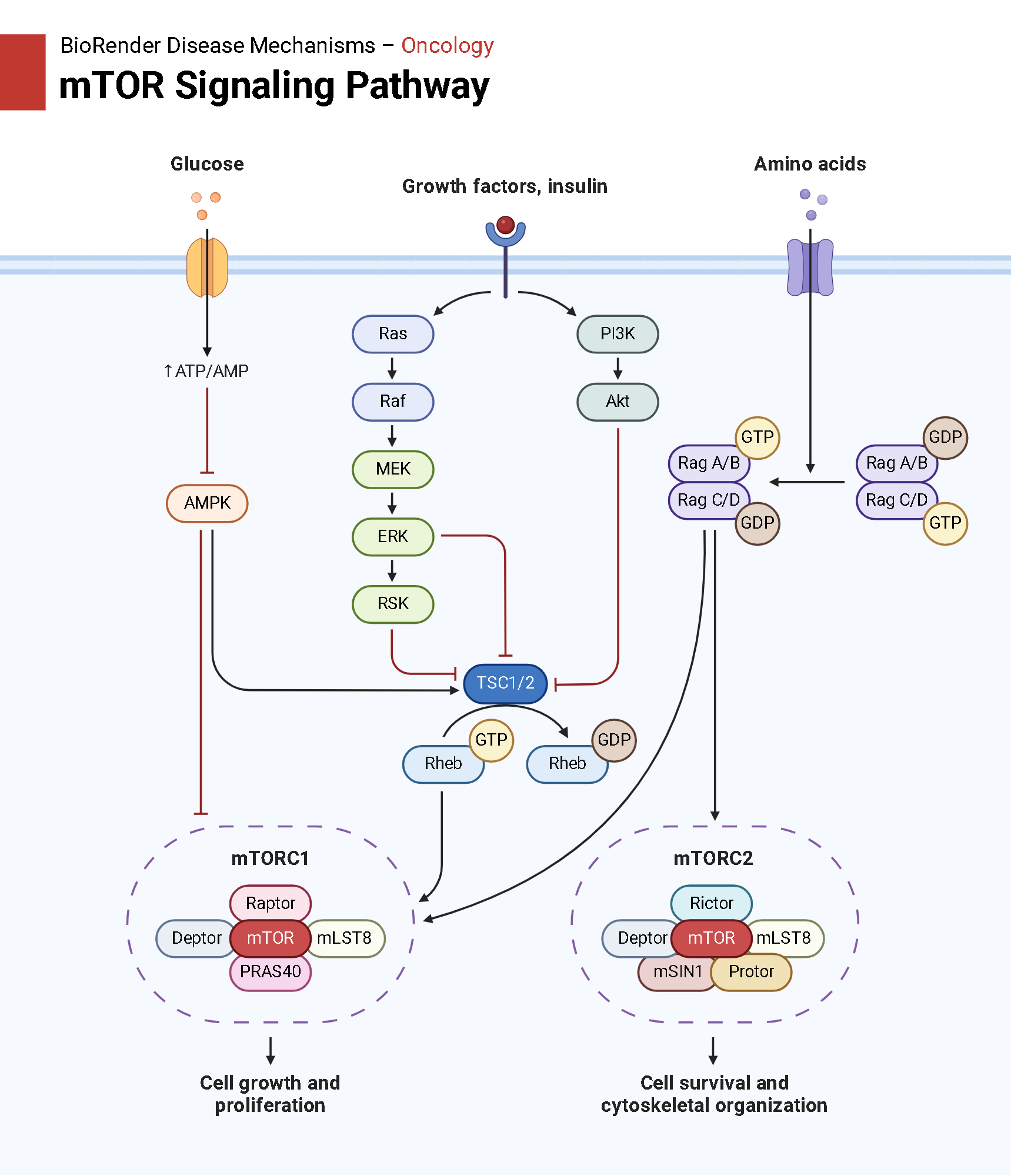 mTOR Signaling Pathway | BioRender Science Templates
