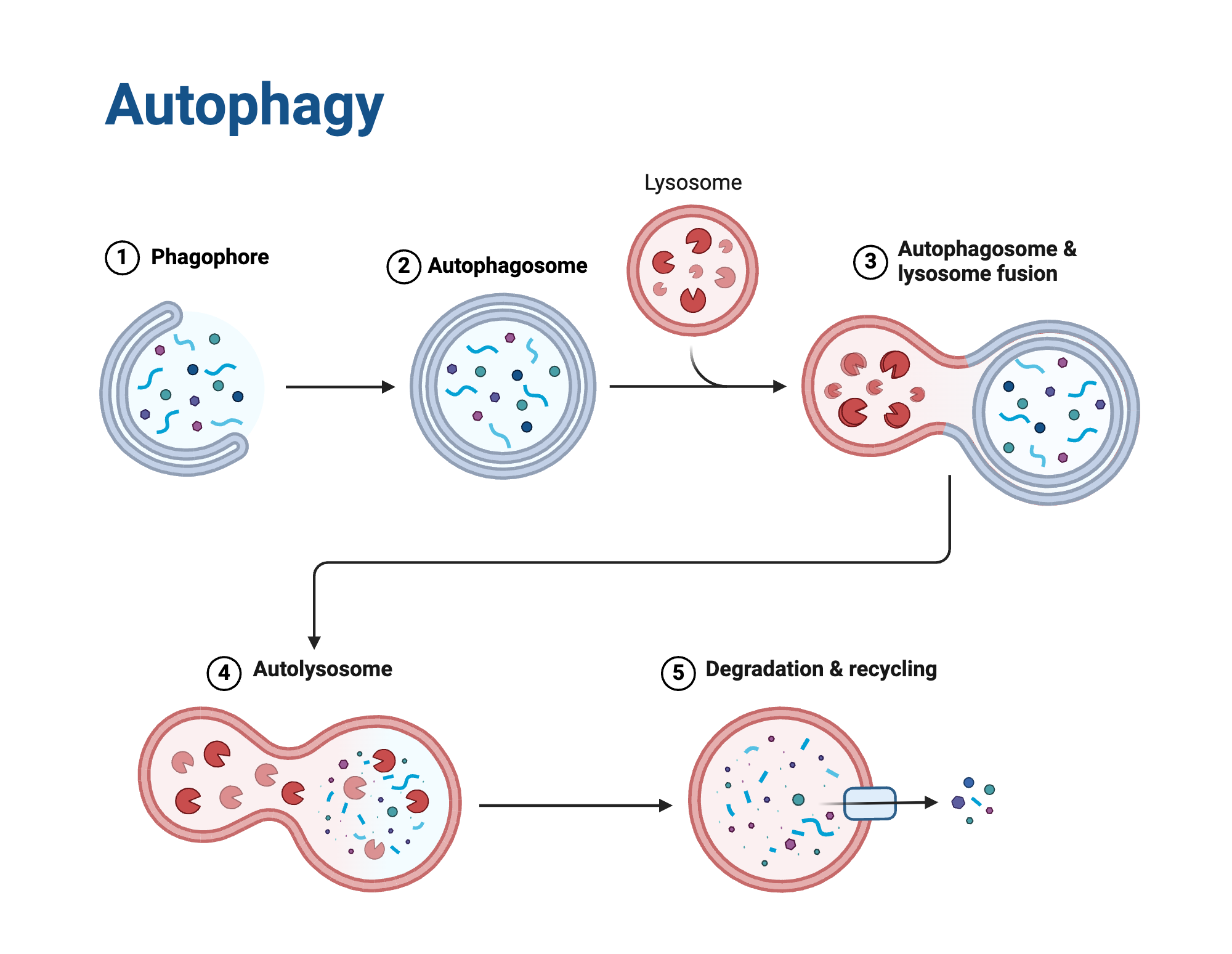 Autophagy Process Biorender Science Templates