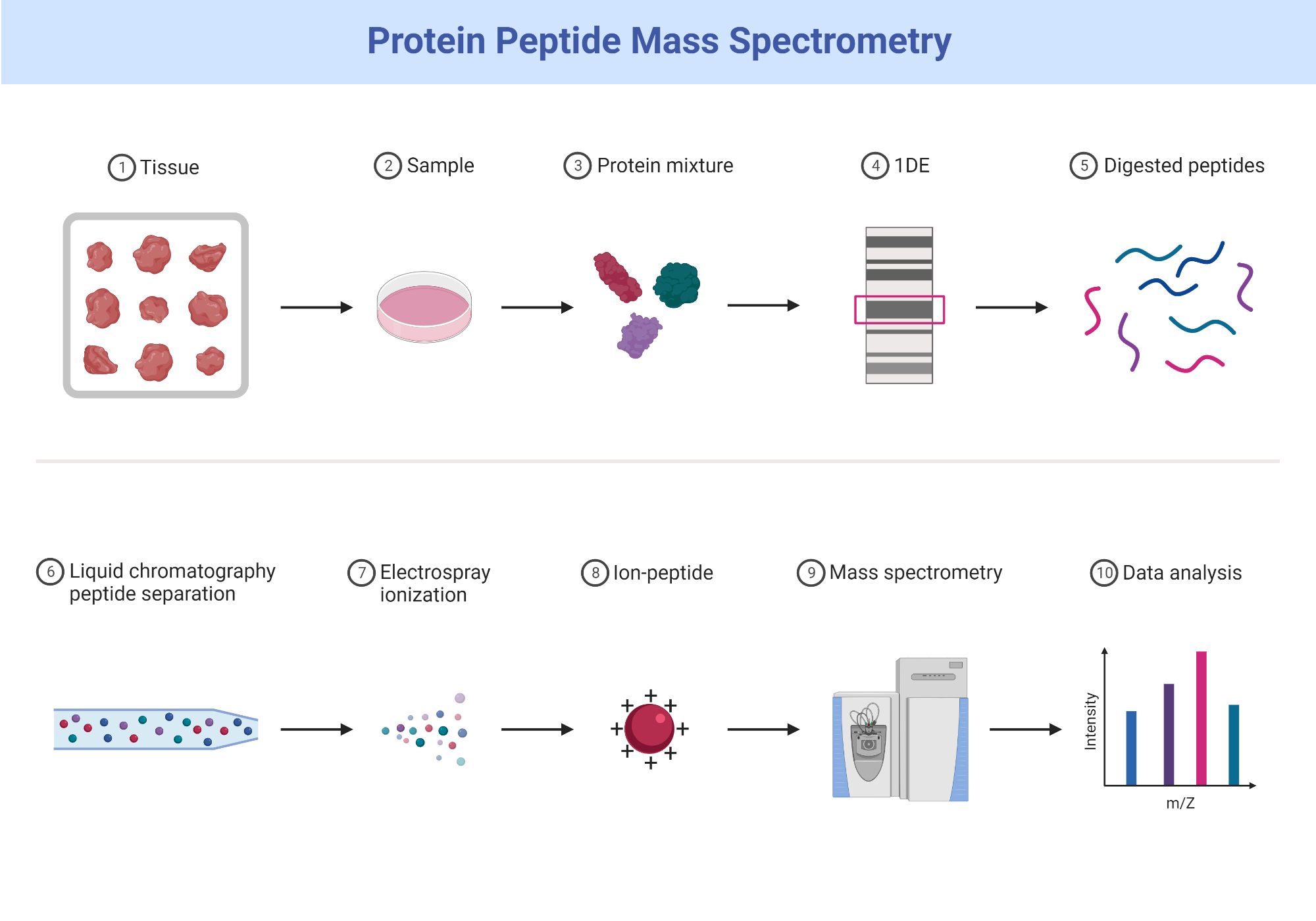 Protein Peptide Mass Spectrometry | BioRender Science Templates Protein Peptide Mass Spectrometry | BioRender Science Templates