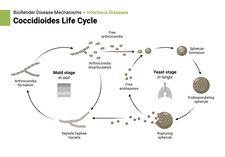 Coccidioides Life Cycle | BioRender Science Templates