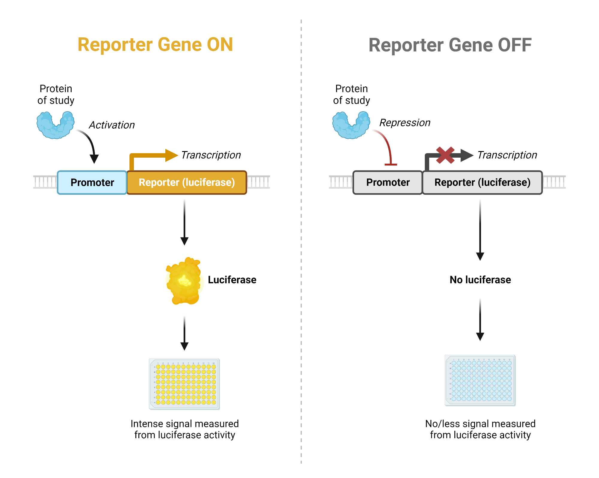 Reporter Gene Switch ON/OFF | BioRender Science Templates