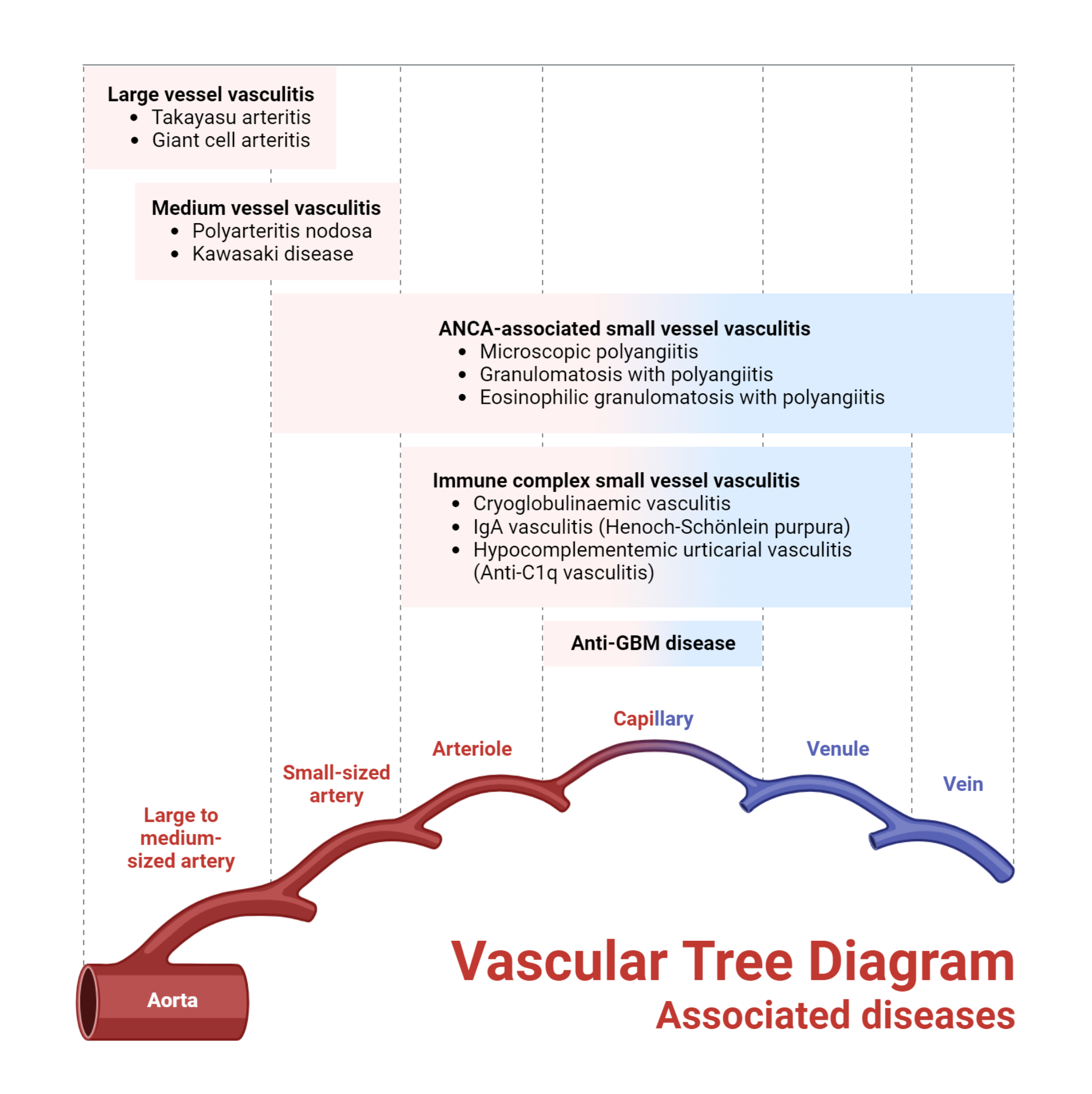 Vascular Tree Diagram - Associated Diseases | BioRender Science Templates