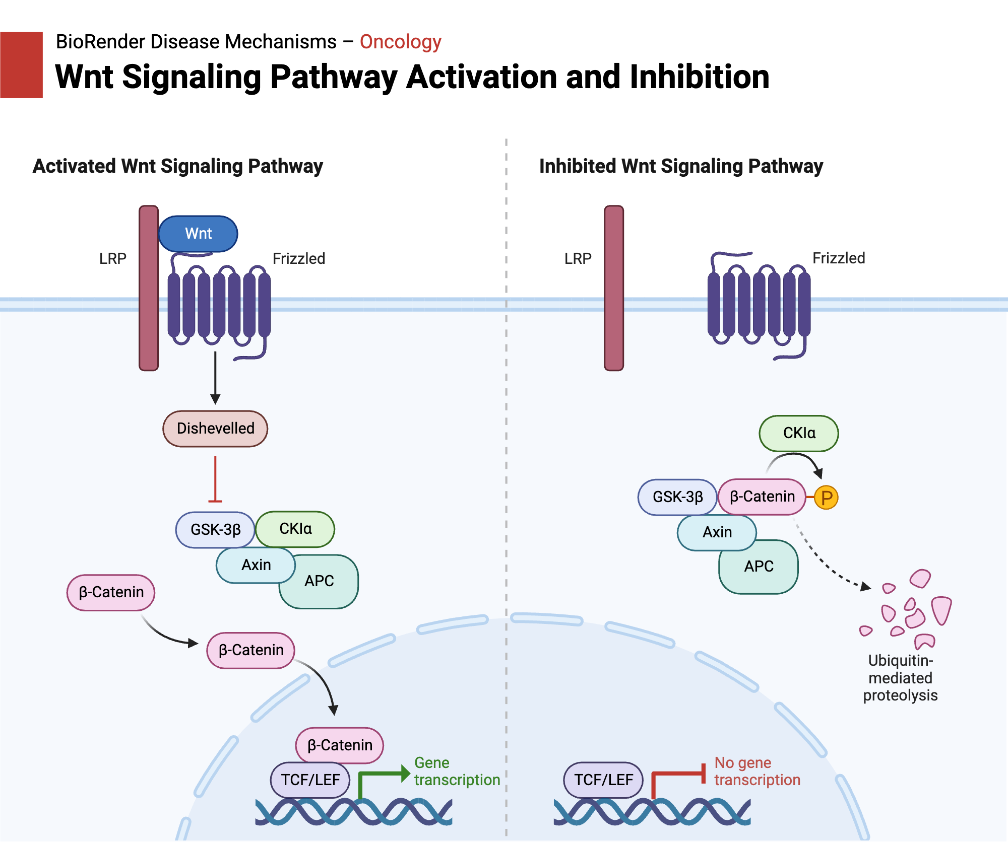 Wnt Signaling Pathway Activation And Inhibition Biorender Science Templates