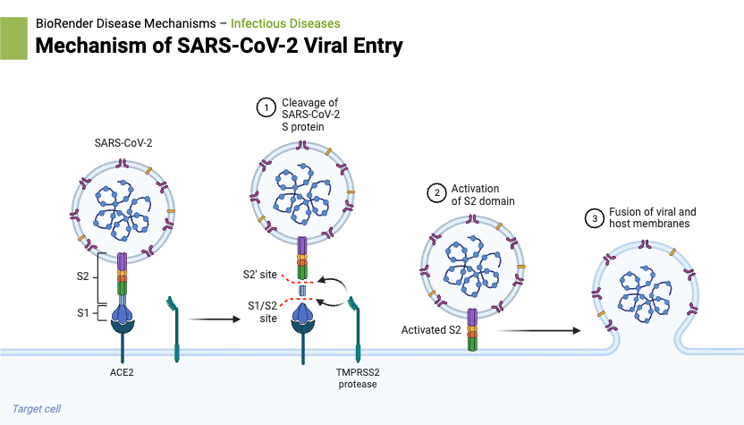 Mechanism of SARS-CoV-2 Viral Entry | BioRender Science Templates