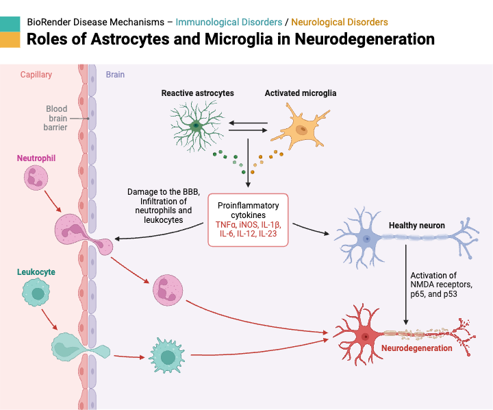 Roles of Astrocytes and Microglia in Neurodegeneration | BioRender ...