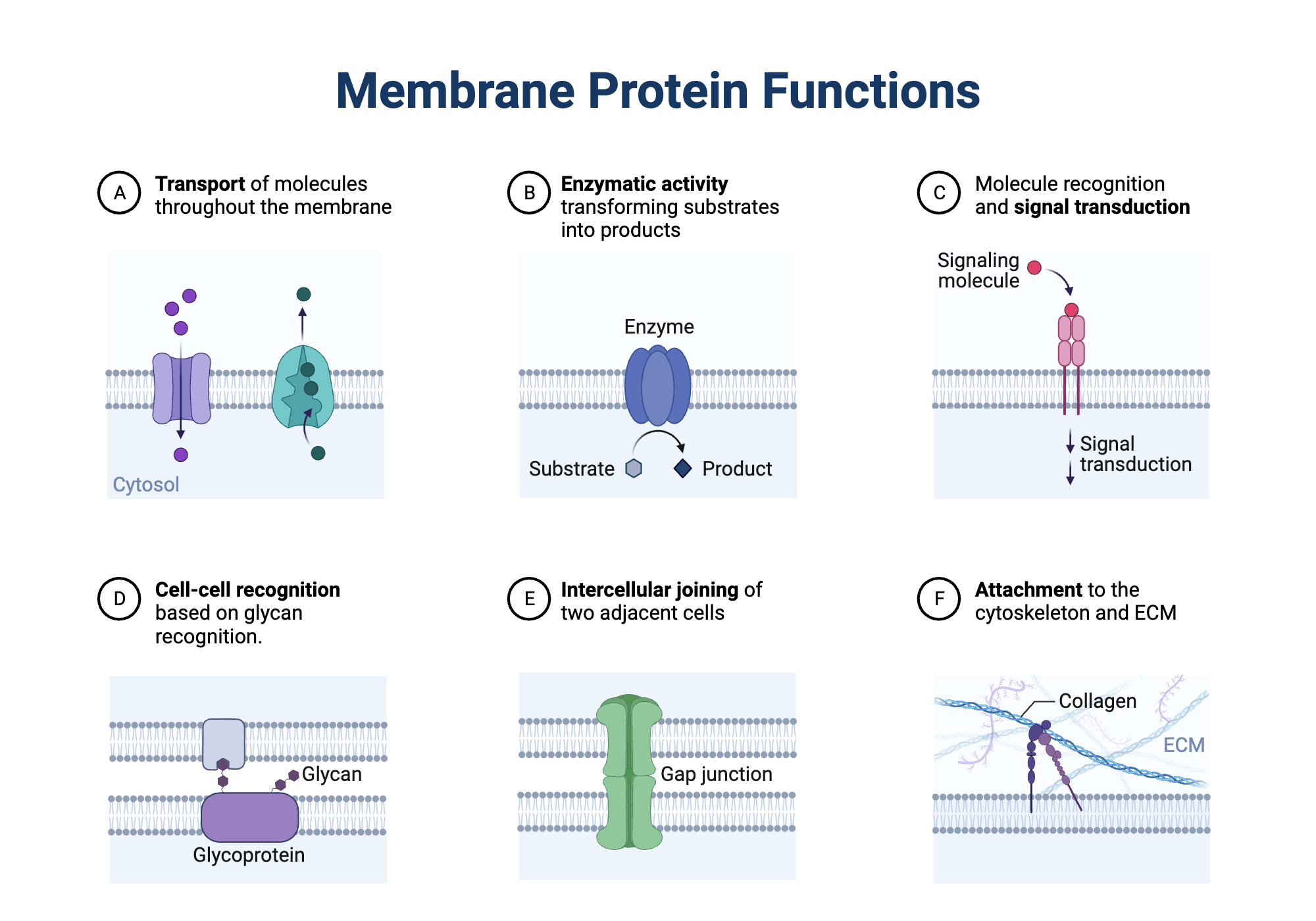 Membrane Protein Functions | BioRender Science Templates