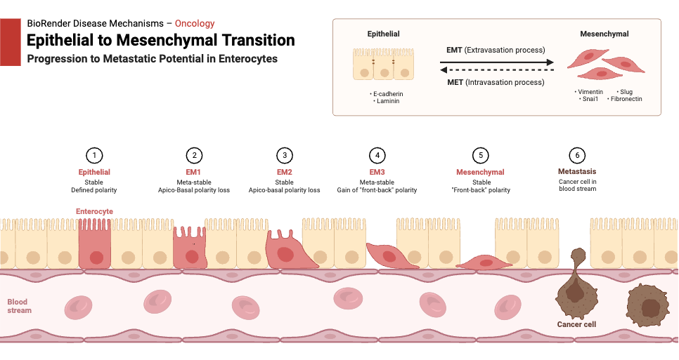 Epithelial to Mesenchymal Transition | BioRender Science Templates