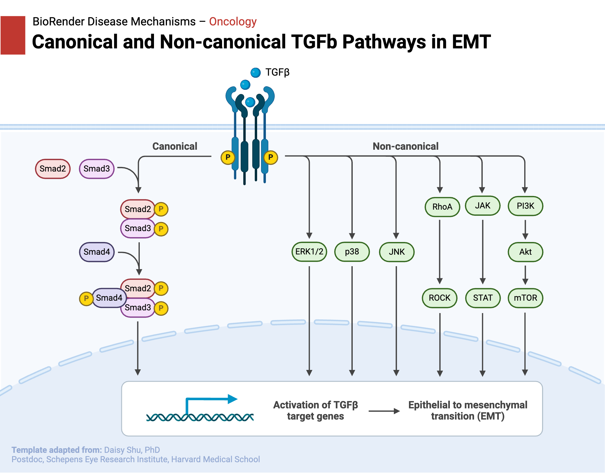 Canonical and Non-canonical TGFb Pathways in EMT | BioRender Science ...