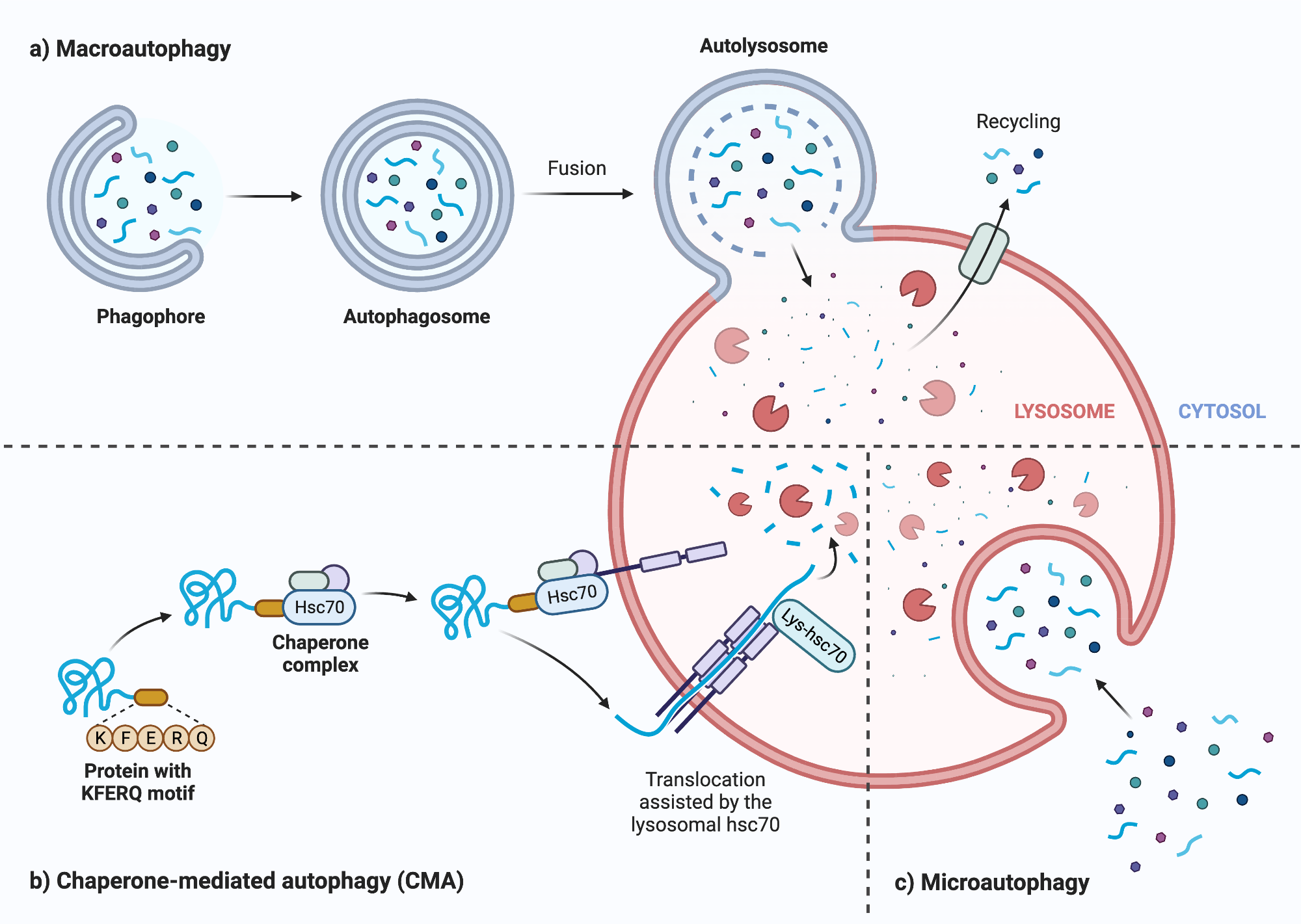 Three Main Types Of Autophagy BioRender Science Templates three-main-types-of-autophagy-biorender-science-templates