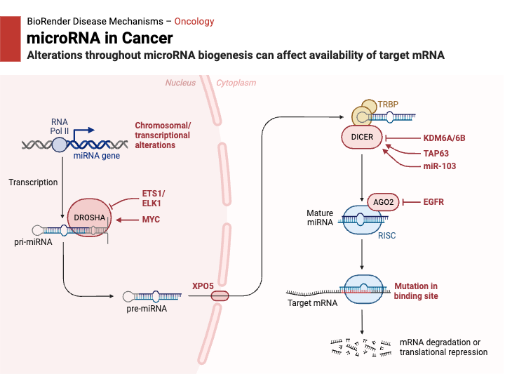 microRNA in Cancer | BioRender Science Templates