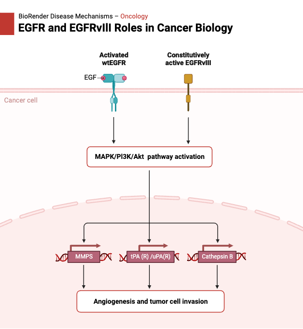 EGFR and EGFRvIII Roles in Cancer Biology | BioRender Science Templates