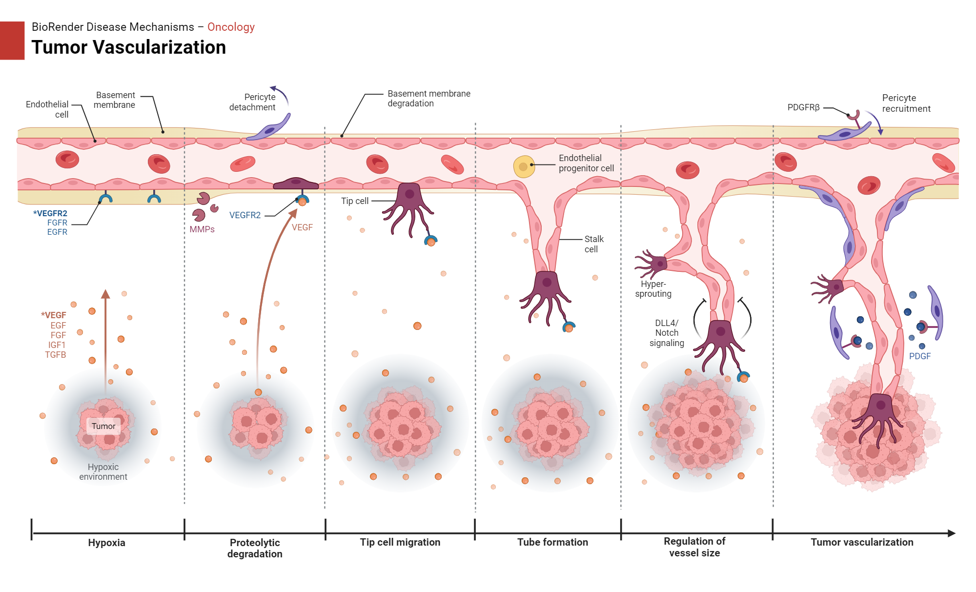 Tumor Vascularization | BioRender Science Templates
