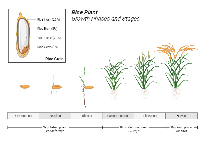 Rice Plant Growth Phases Timeline | BioRender Science Templates