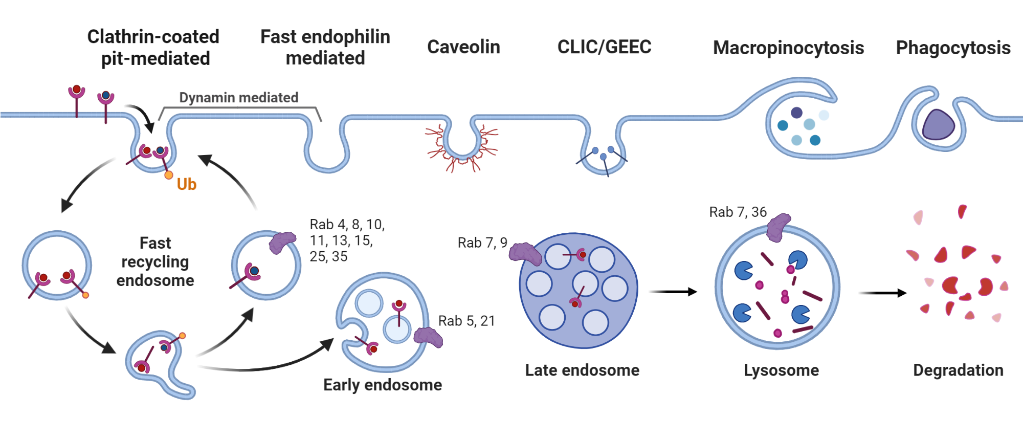 Endocytic Pathway with Macropinocytosis and Phagocytos | BioRender ...