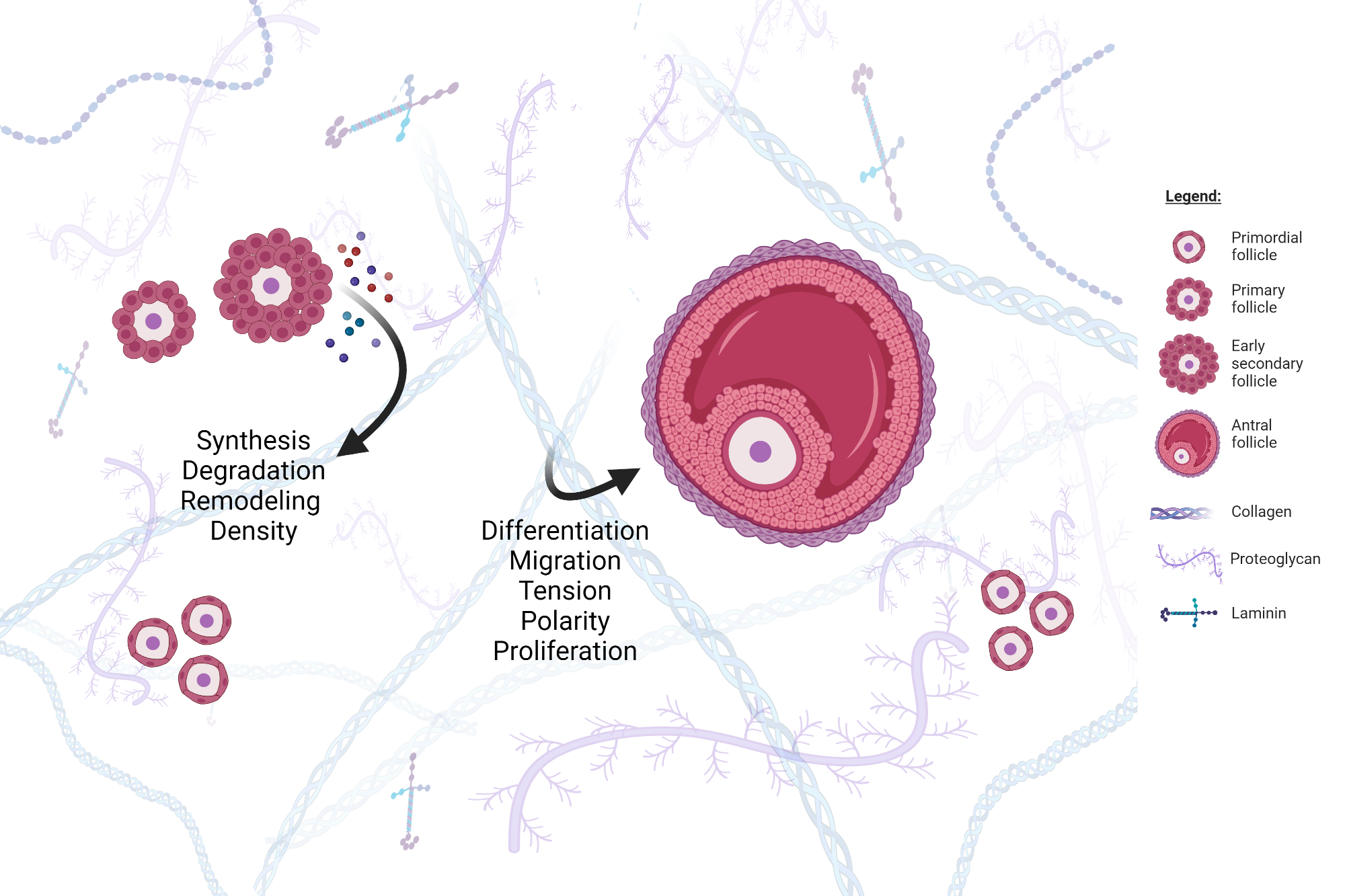 Dynamic Reciprocity In The Ovarian Extracellular Matrix Ecm Biorender Science Templates
