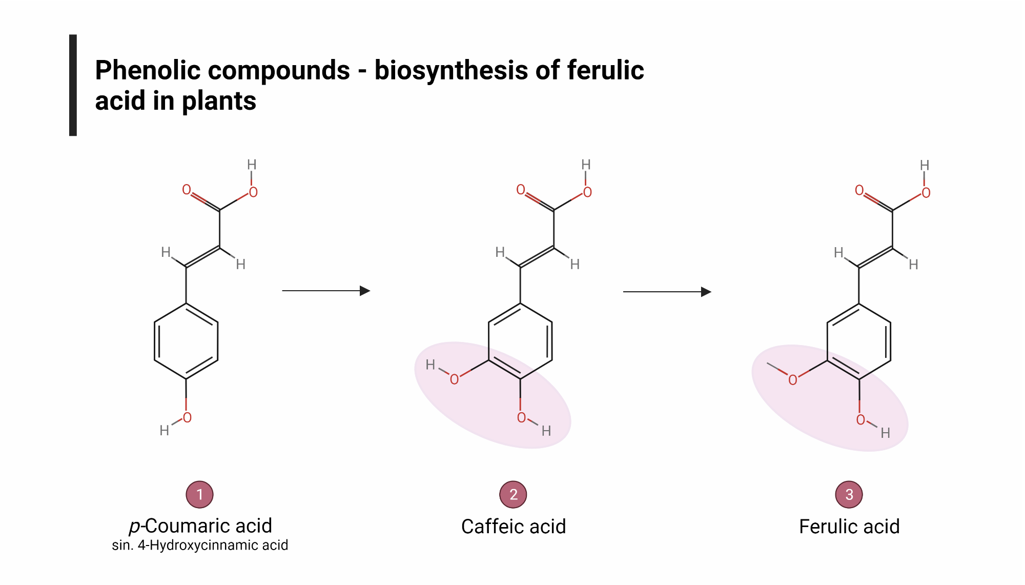 Phenolic Compounds: p-Coumaric, Caffeic, and Ferulic Acid | BioRender ...