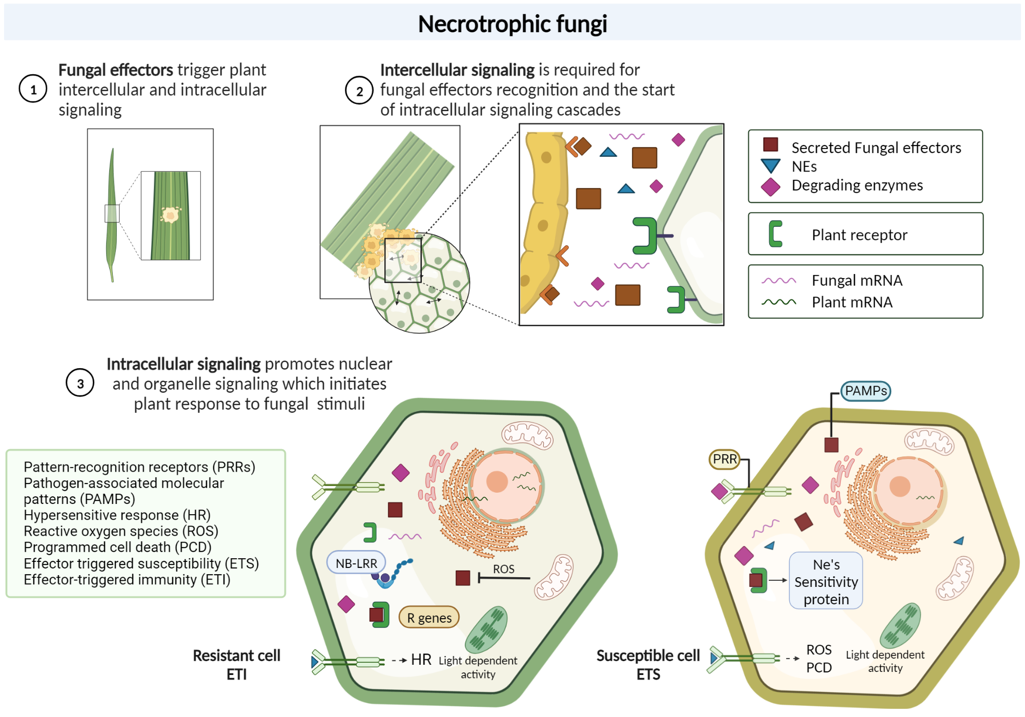 Necrotrophic Fungi | BioRender Science Templates