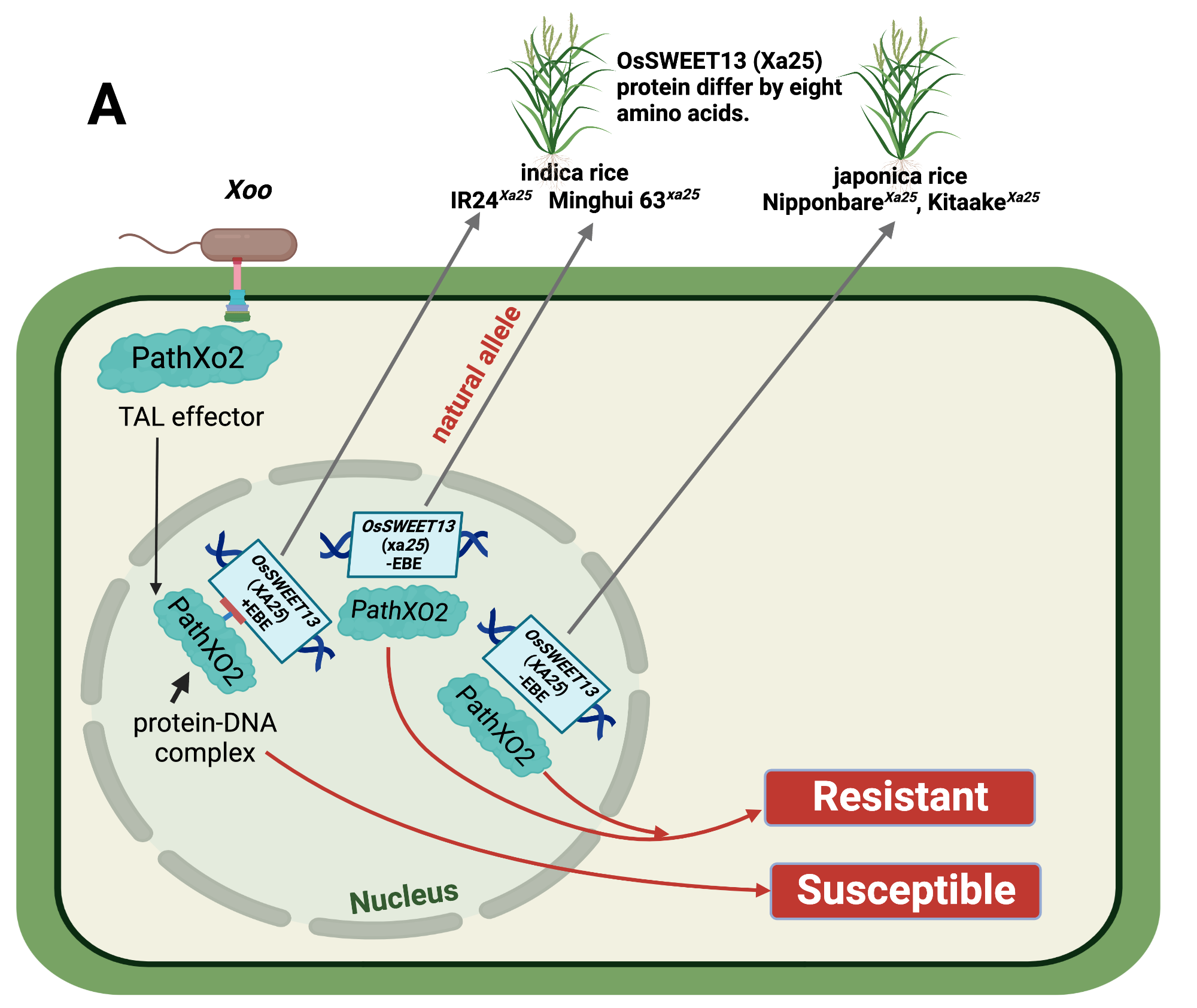 MS-Copy of Rice-Xoo pathosystem (PathXo2-OsSWEET13|Xa25) - 1 / 2 ...