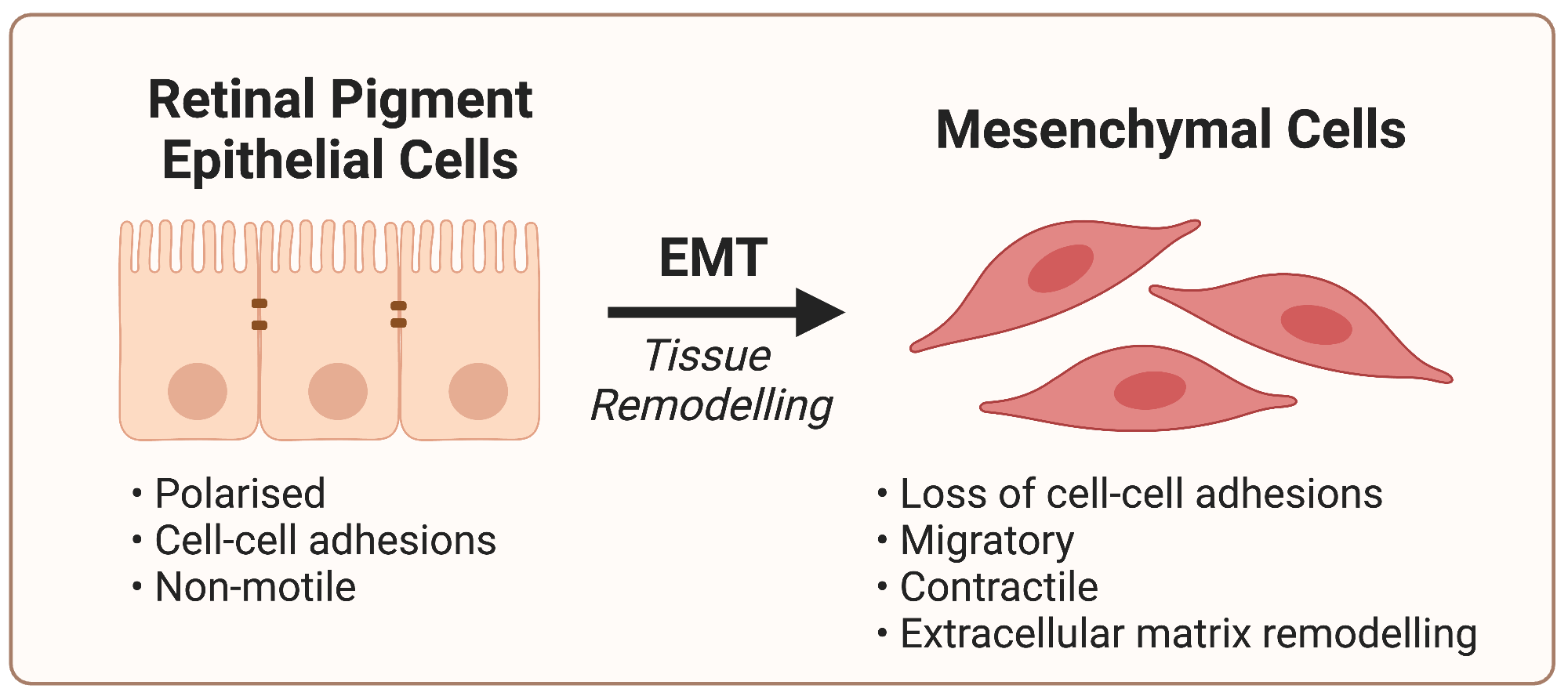 Epithelial-mesenchymal transition (EMT) of Retinal Pigment Epithelial Cells (RPE) | BioRender ...