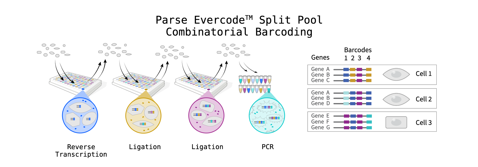 Parse Evercode Split Pool Combinatorial Single Cell Barcoding ... Parse Evercode Split Pool Combinatorial Single Cell Barcoding ...