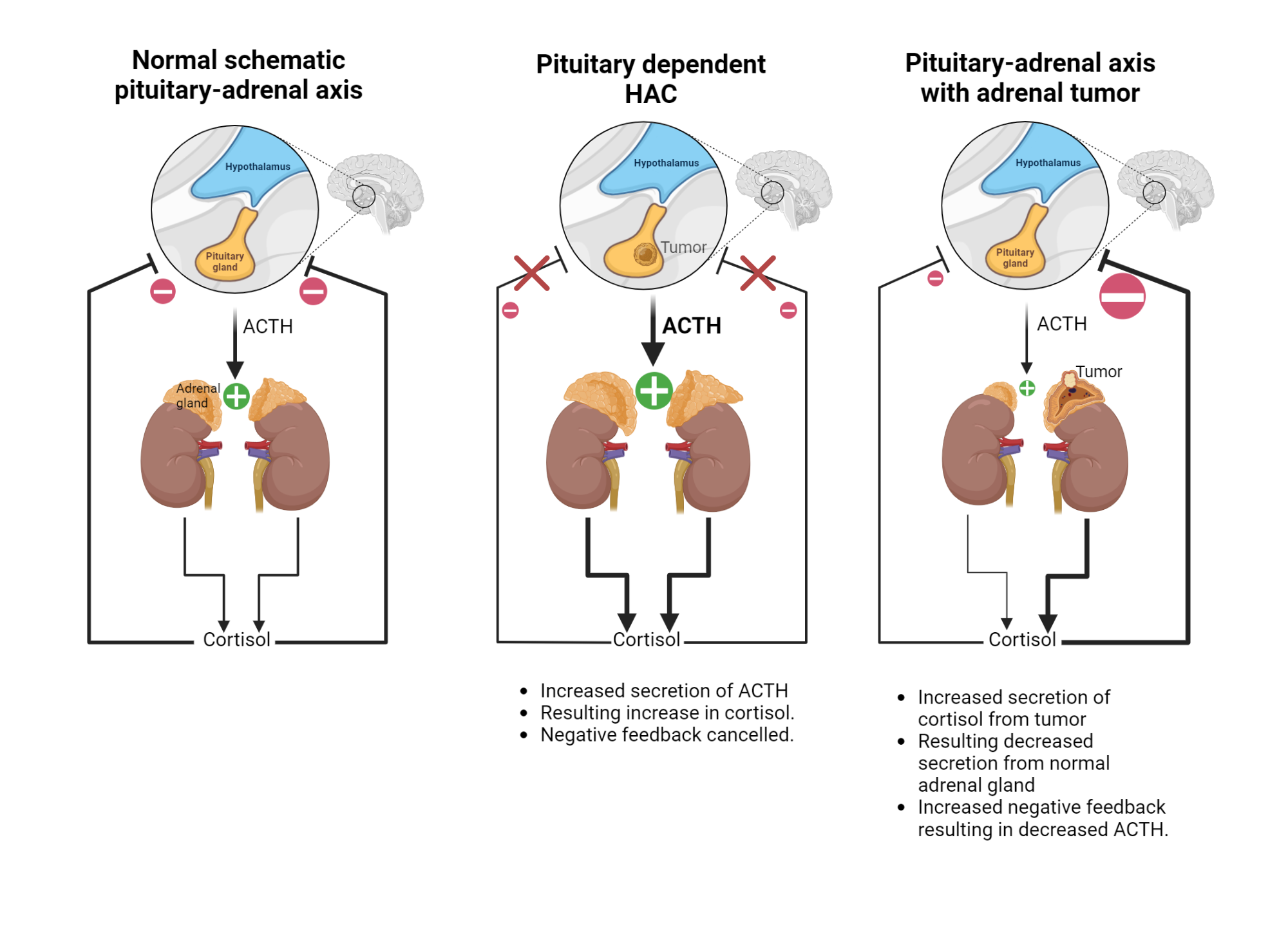 Pituitary-adrenal axis in dogs with adrenal tumor | BioRender Science ...