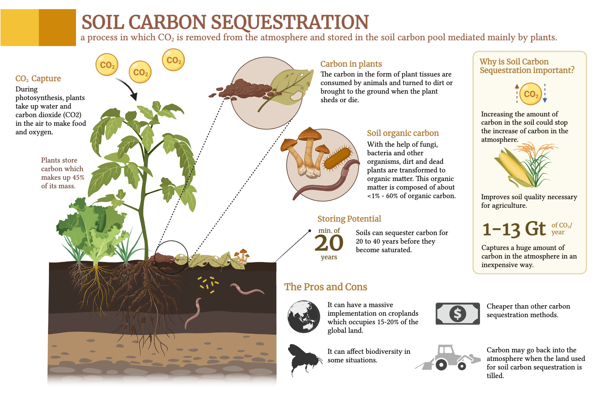 Soil Carbon Sequestration | BioRender Science Templates