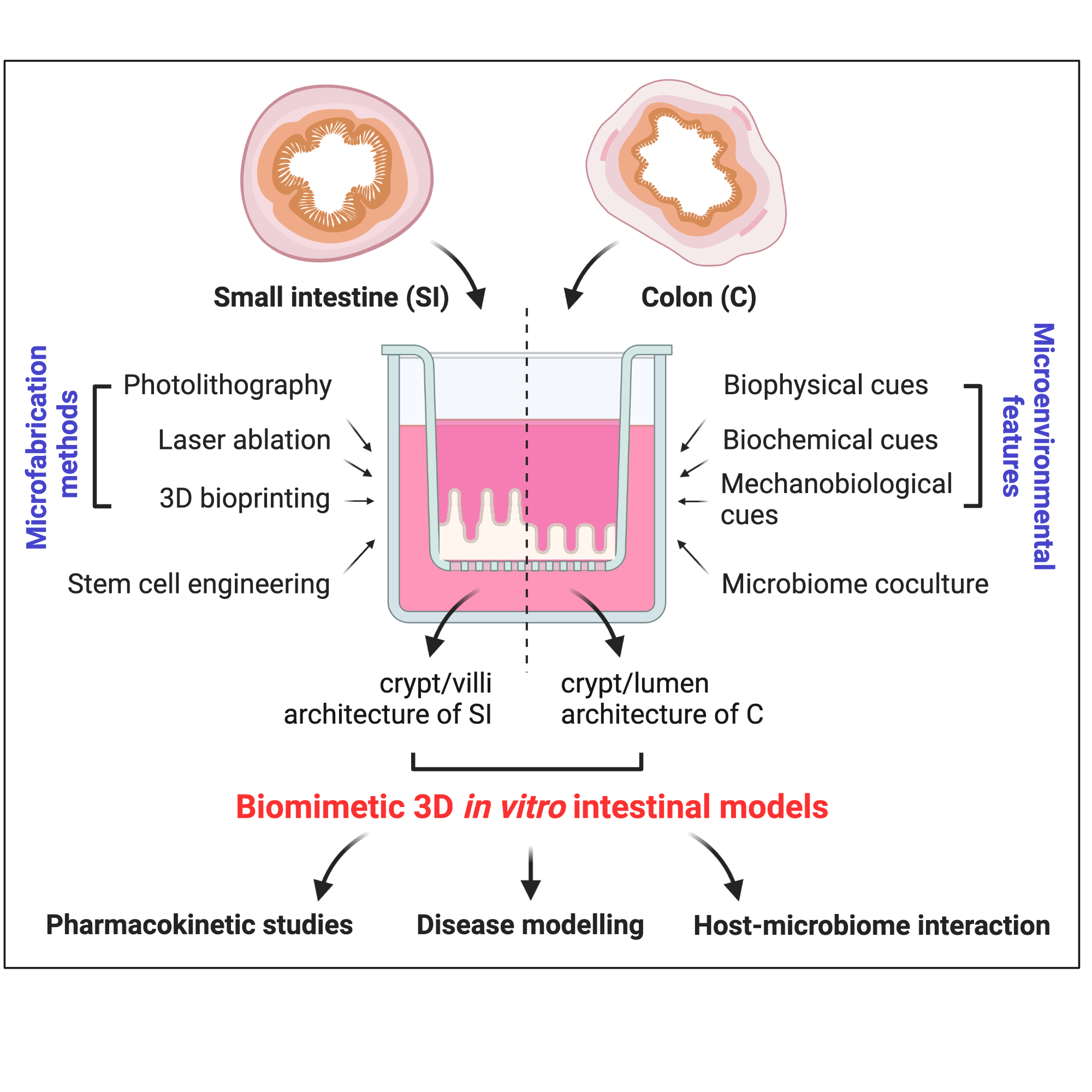 Engineering Biomimetic Intestinal Topological Features In 3d Tissue Models Biorender Science