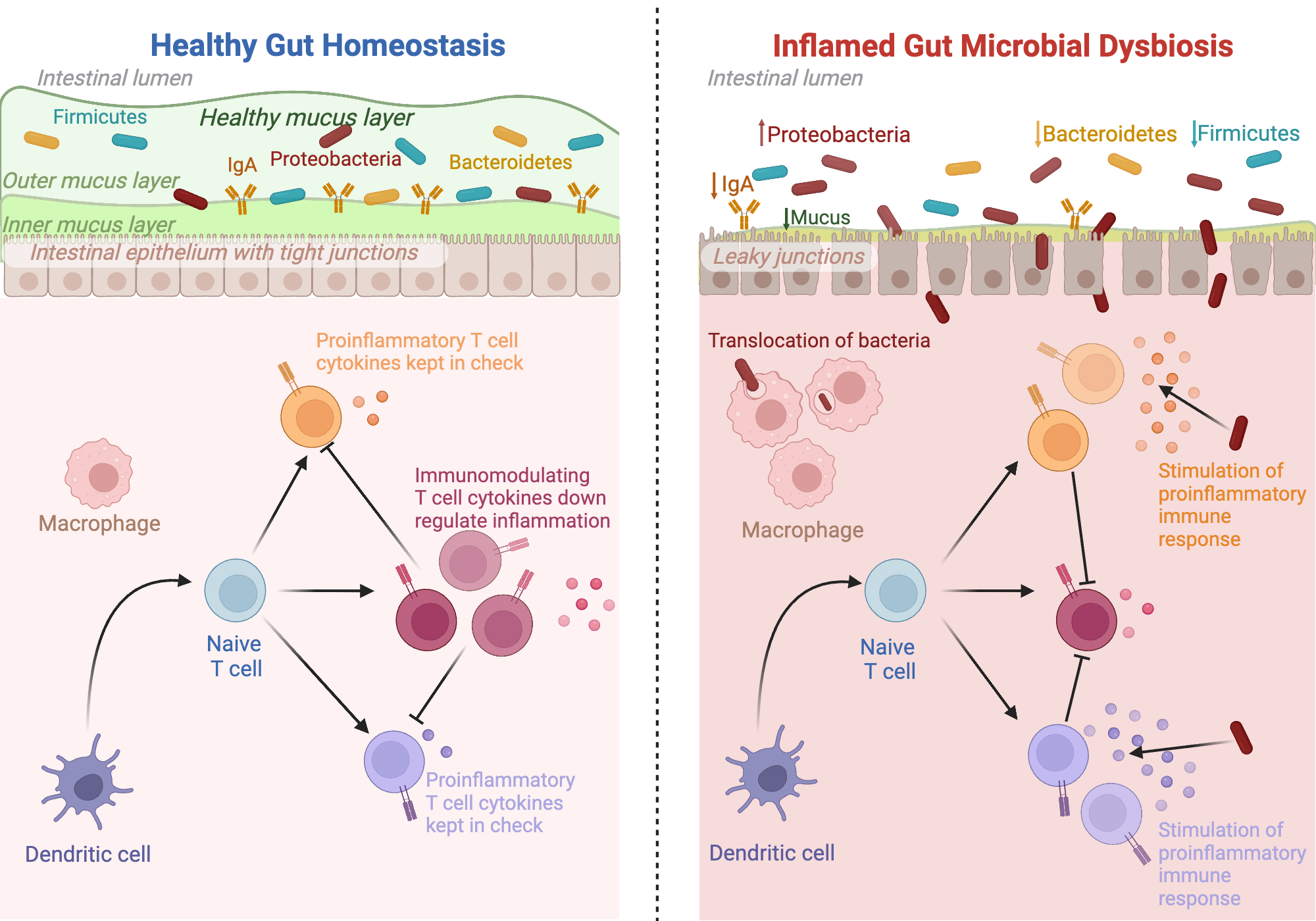 Healthy vs Inflammed Gut | BioRender Science Templates