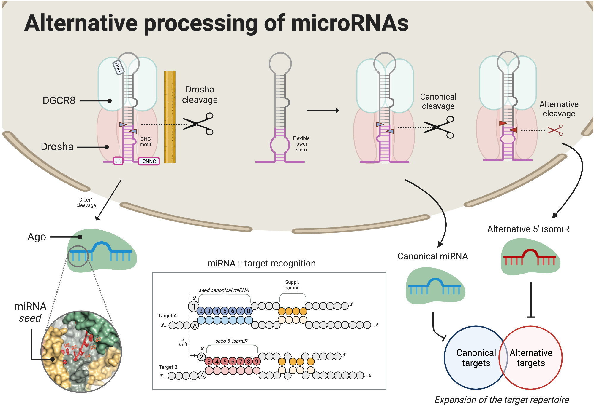 Alternative processing of microRNAs | BioRender Science Templates