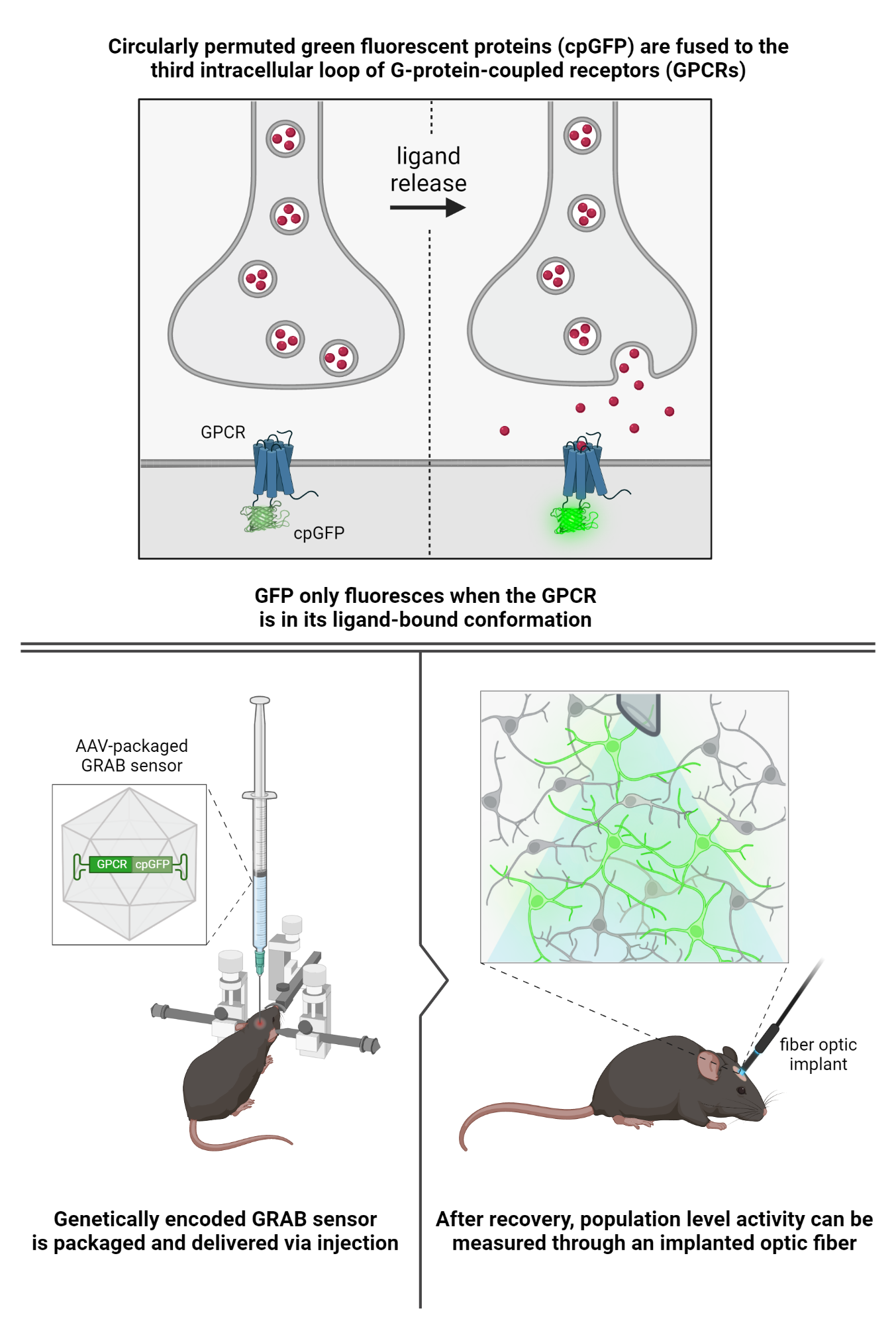 Detecting neurochemical release using fiber photometry | BioRender ...