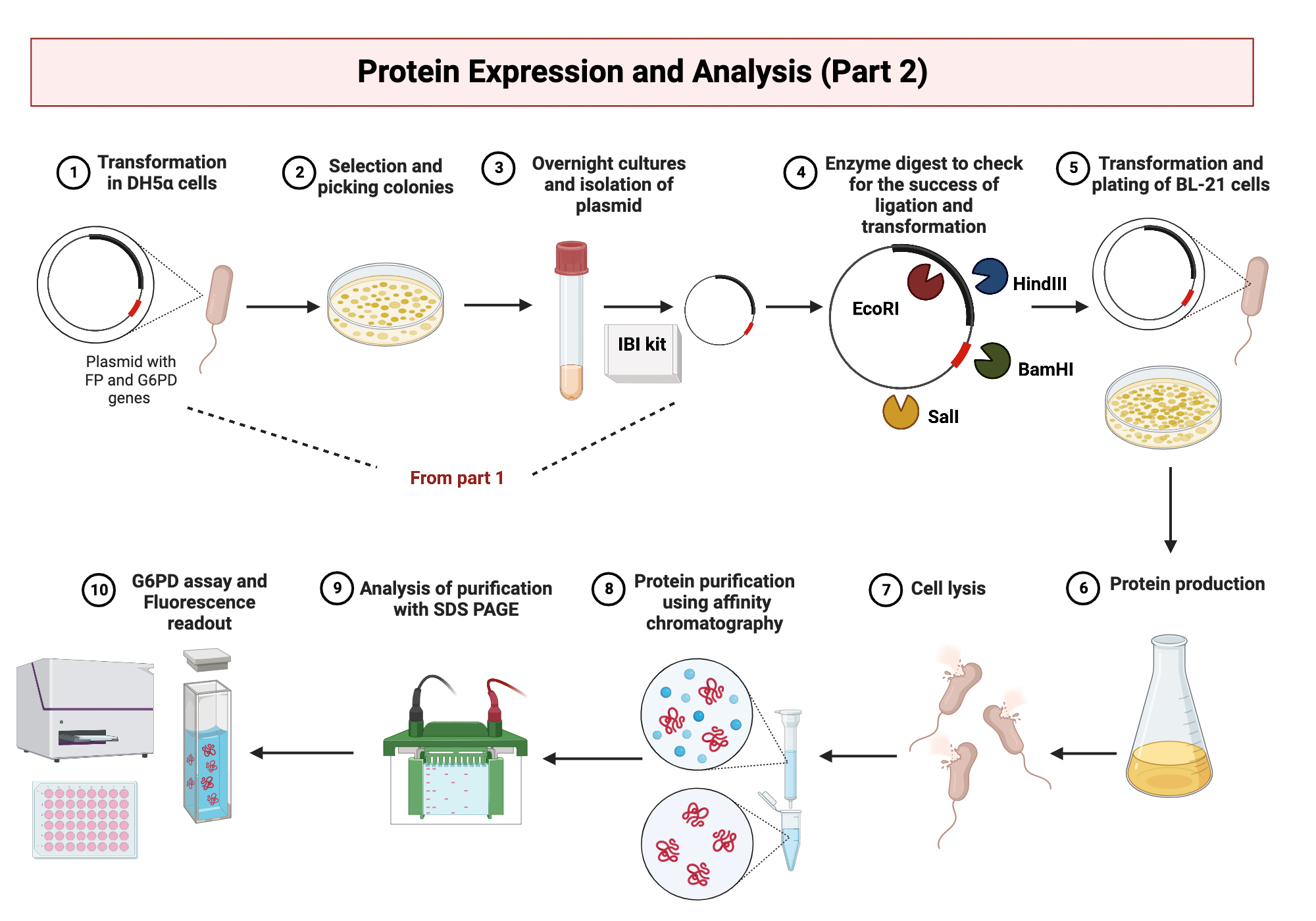 Protein Expression with Steps to Confirm Plasmid Generation | BioRender ...