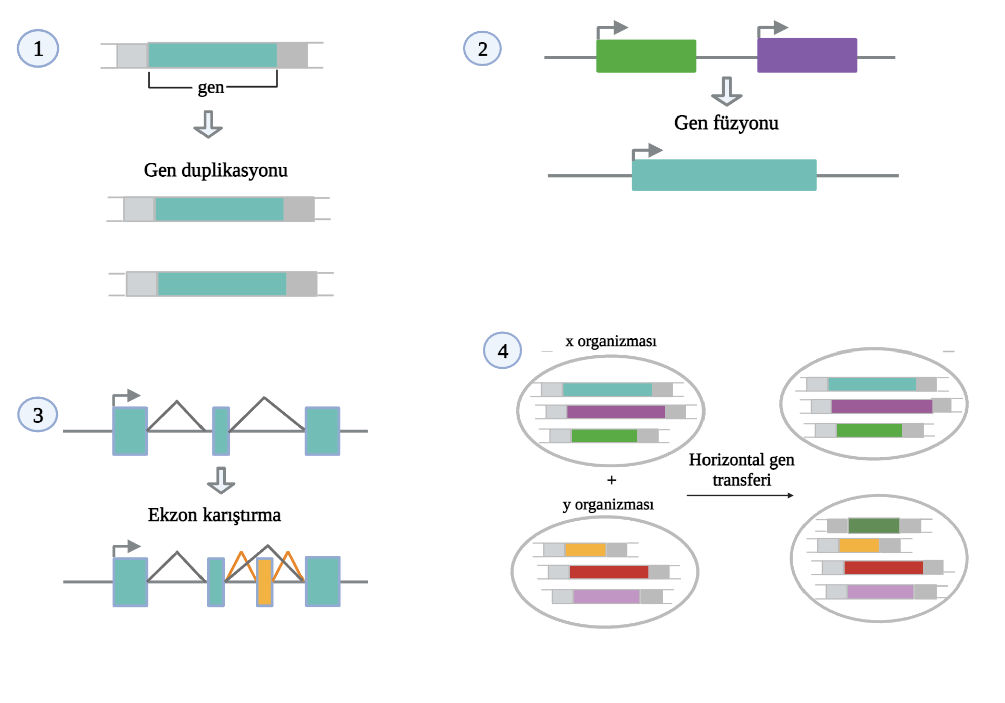 Origins of New Genes | BioRender Science Templates