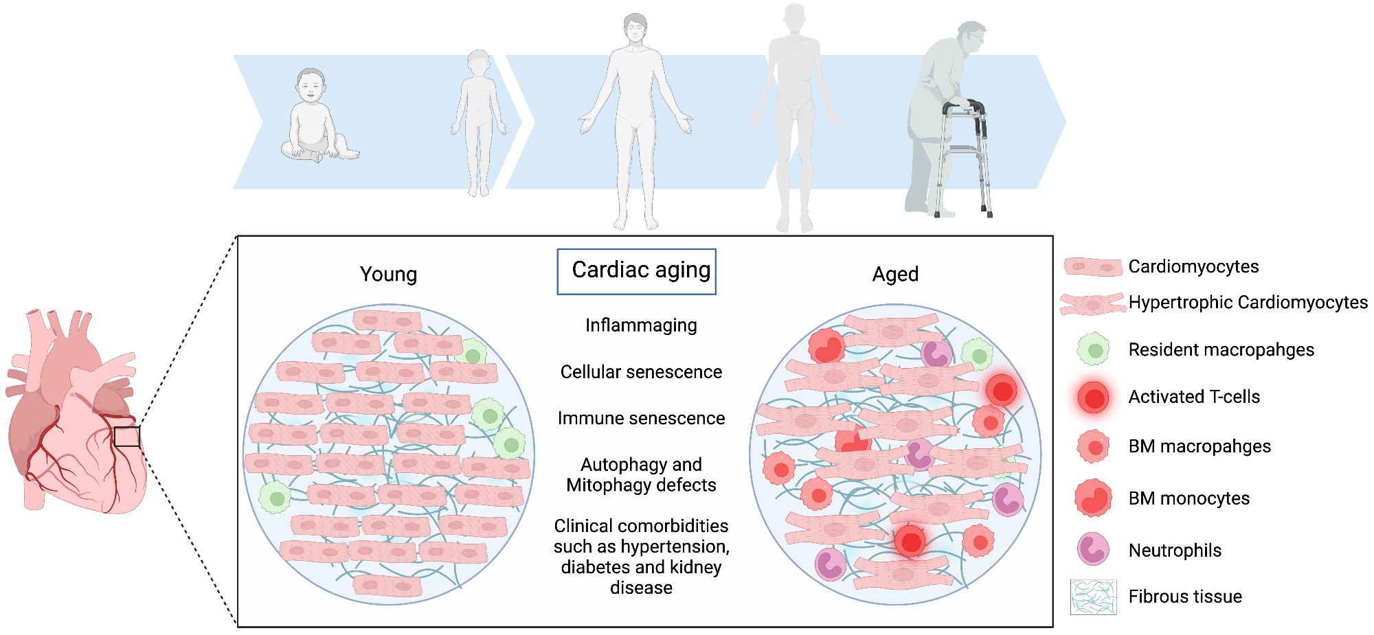 Cardiac aging | BioRender Science Templates