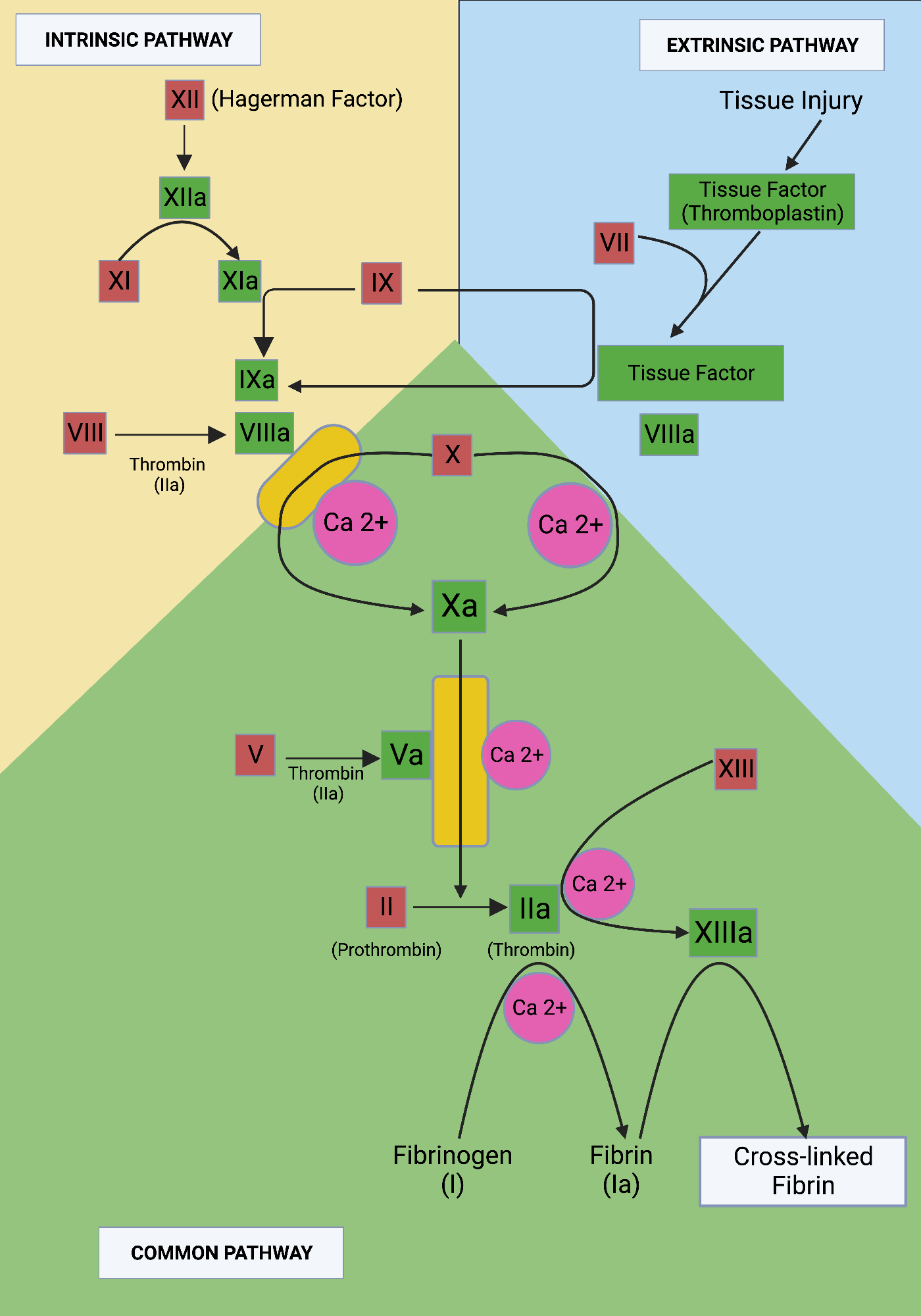 clotting cascade LB | BioRender Science Templates