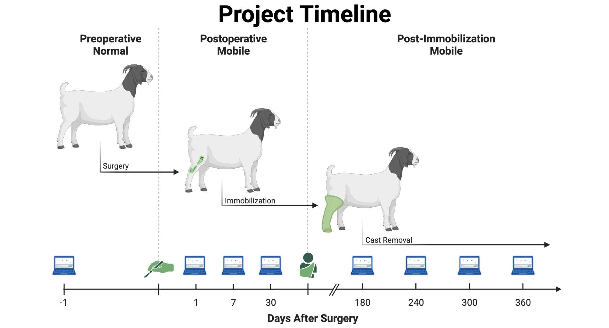 In Vivo Project Timeline | BioRender Science Templates