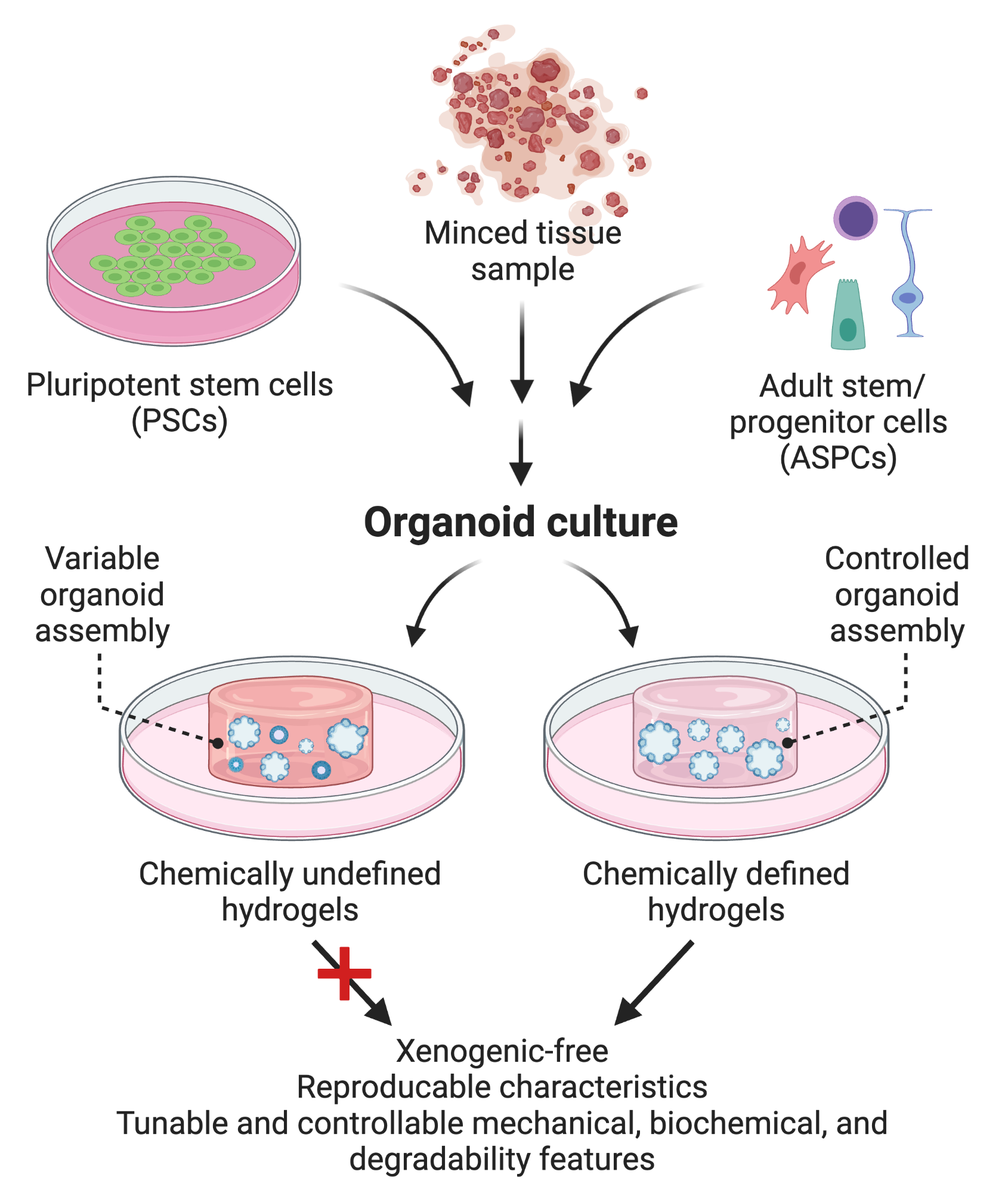 Chemically defined and tunable hydrogel platforms for organoid culture ...