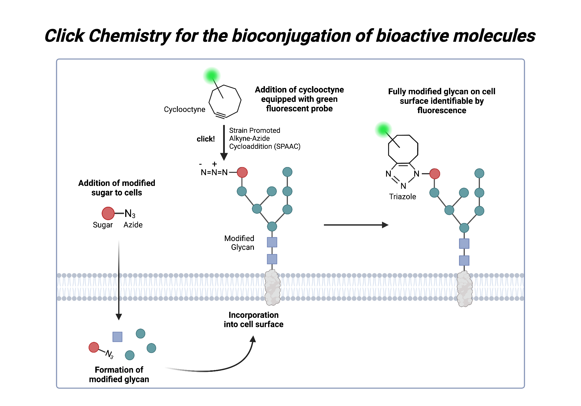 Bioconjugation of Bioactive Molecules Using Click Chemistry | BioRender ...