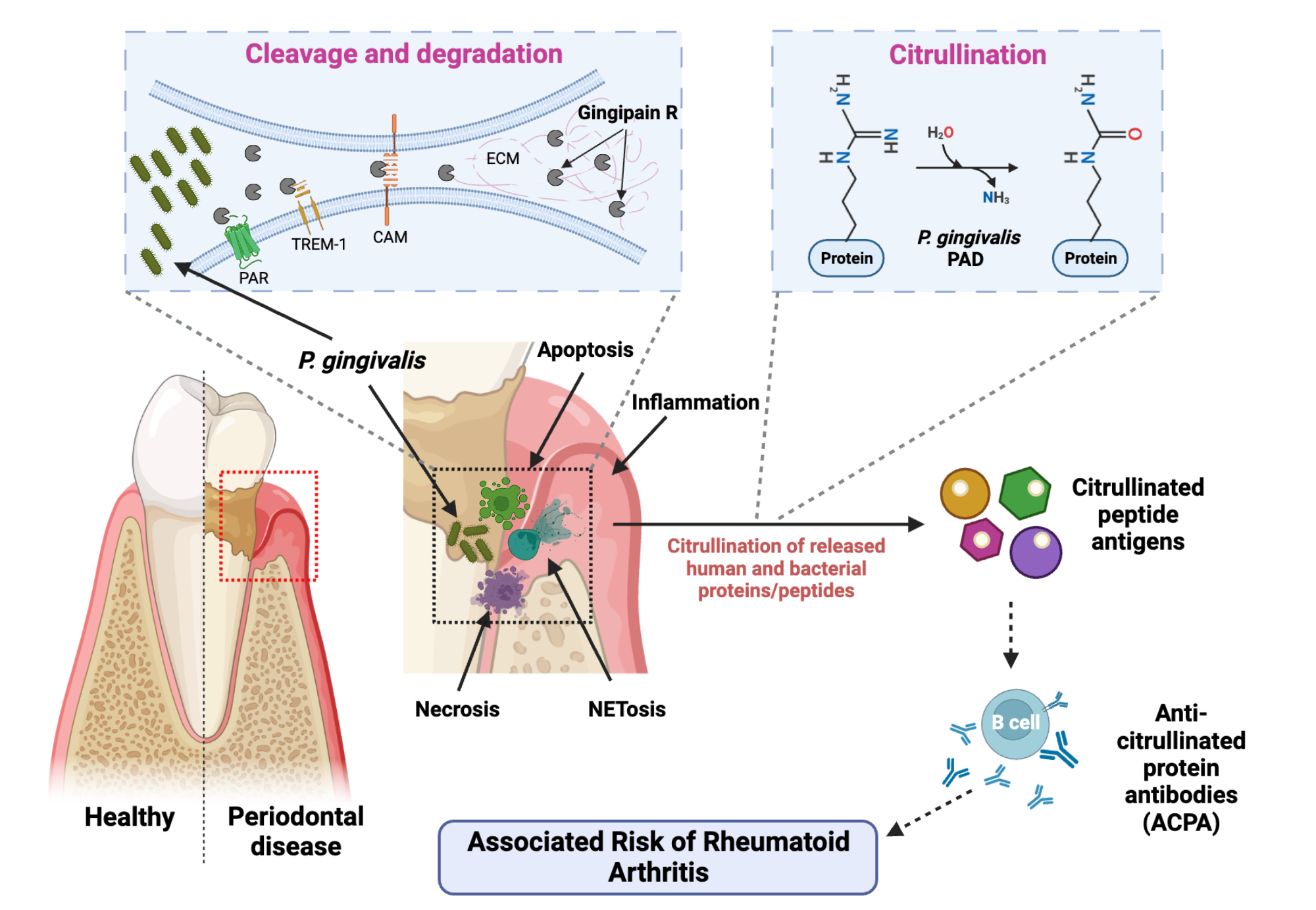 Mechanism of action of P. gingivalis virulence factors for rheumatoid ...