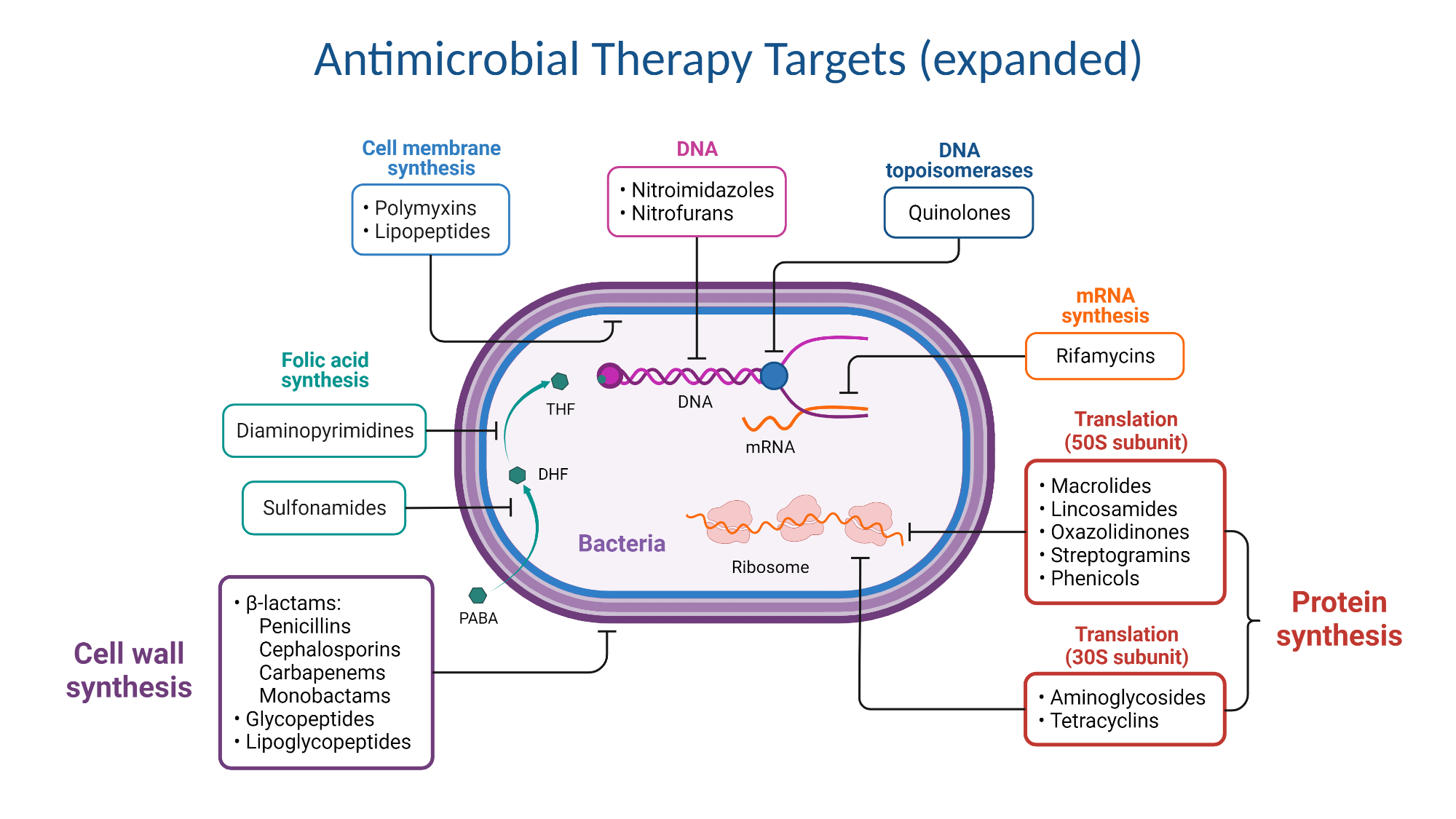 Antimicrobial Therapy Targets Expanded Biorender Science Templates