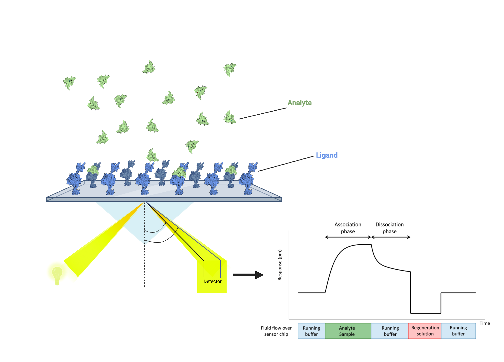 Surface Plasmon Resonance (Protein-Protein) (SPR) | BioRender Science ...