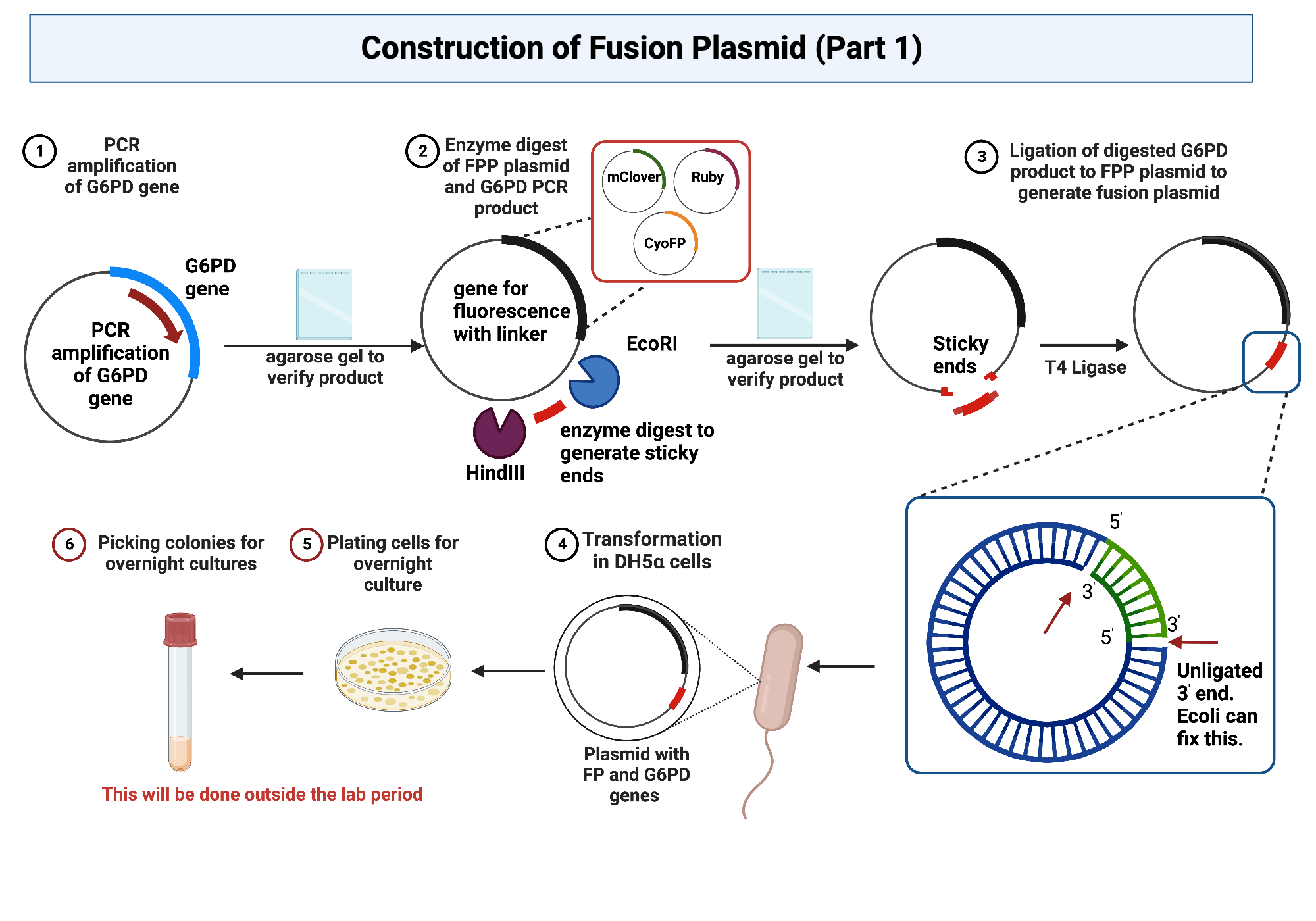 Plasmid Generation for Fluorescent Proteins | BioRender Science Templates