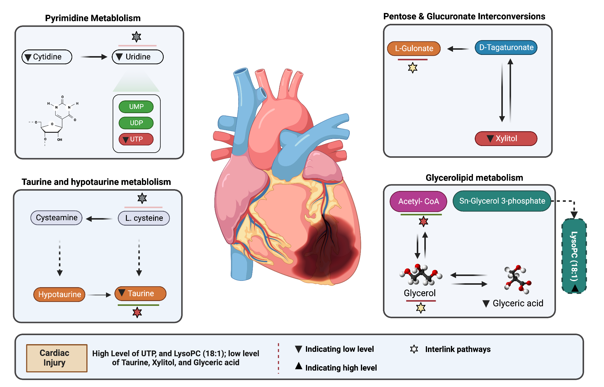 Thiram induces myocardial oxidative damage and apoptosis via ...