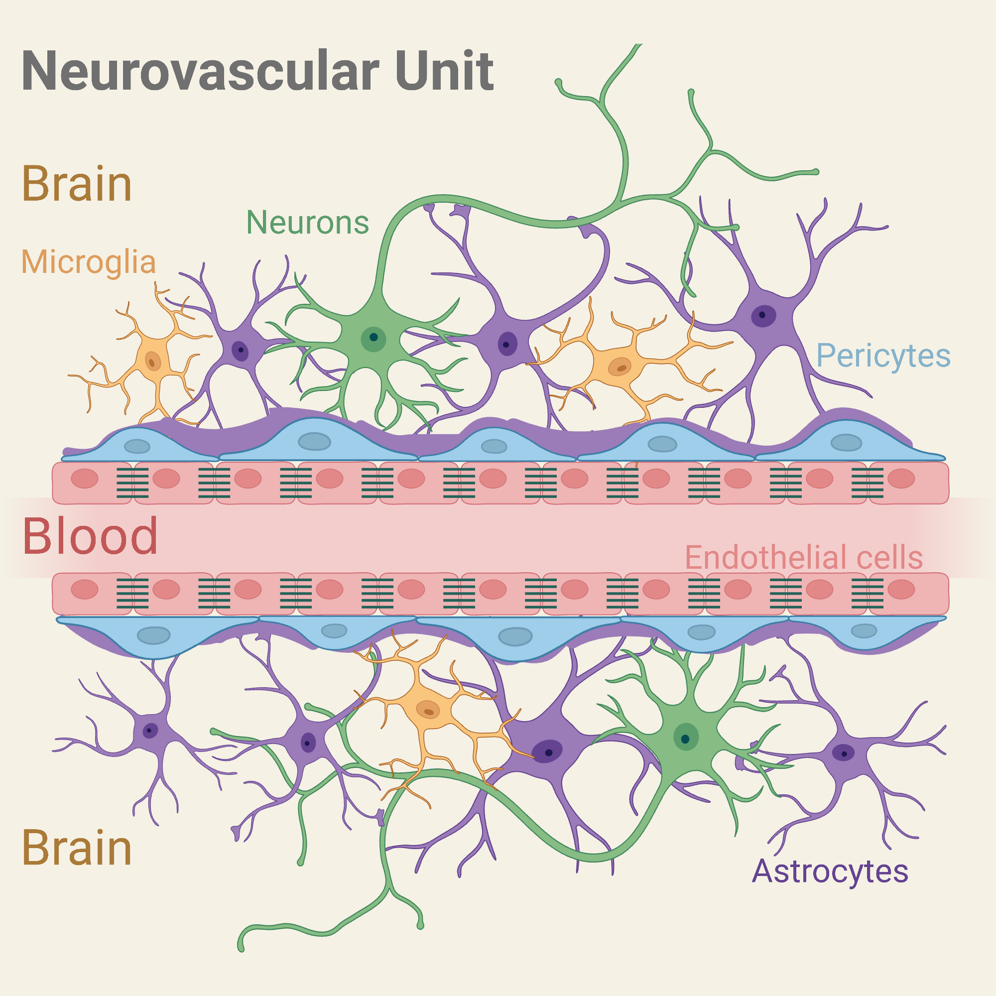 Neurovascular Unit of the Mammalian Brain 5 x 5 in | BioRender Science ...