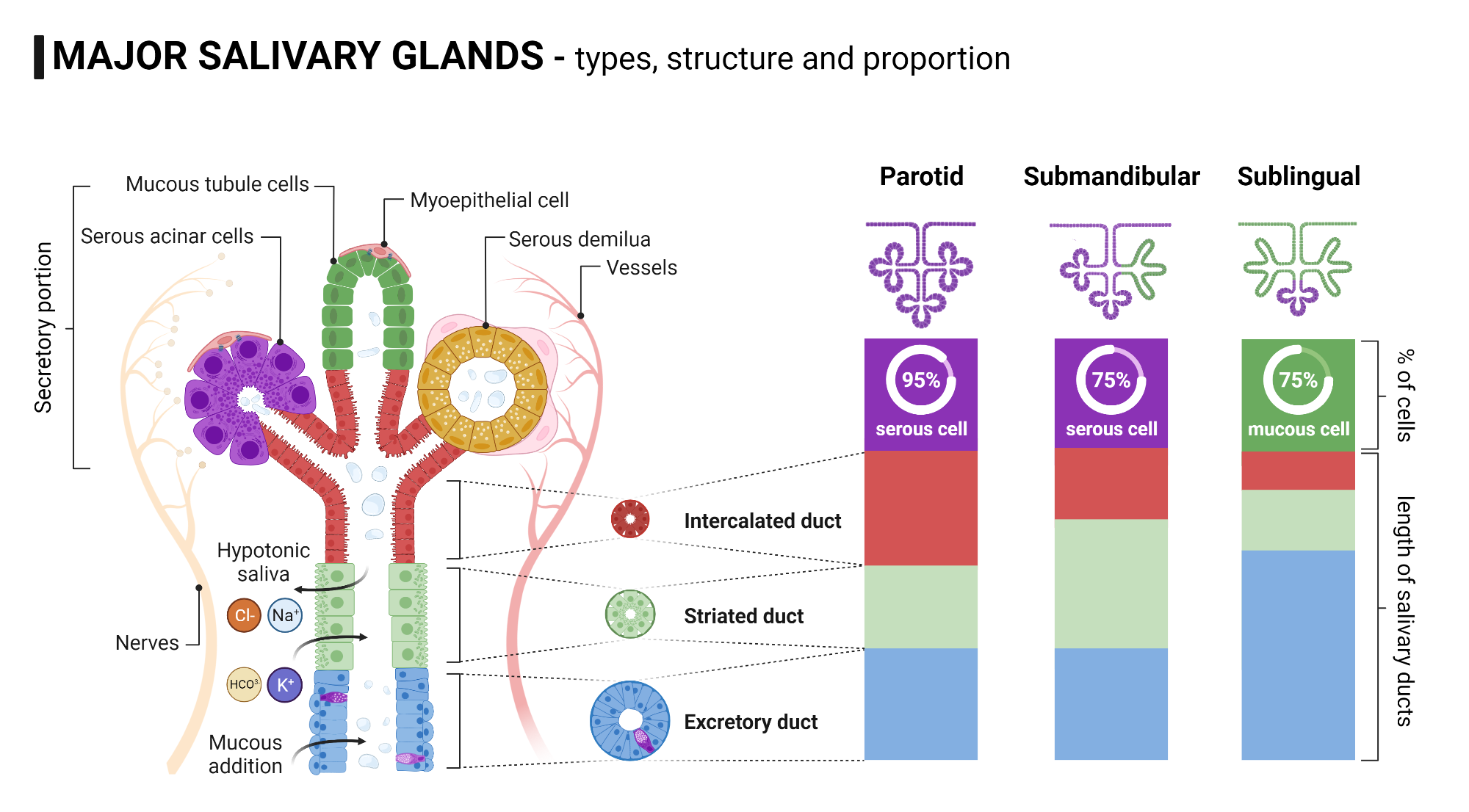 Major salivary glands types, structure, arrangement, and proportion - Salivon at a glance ...