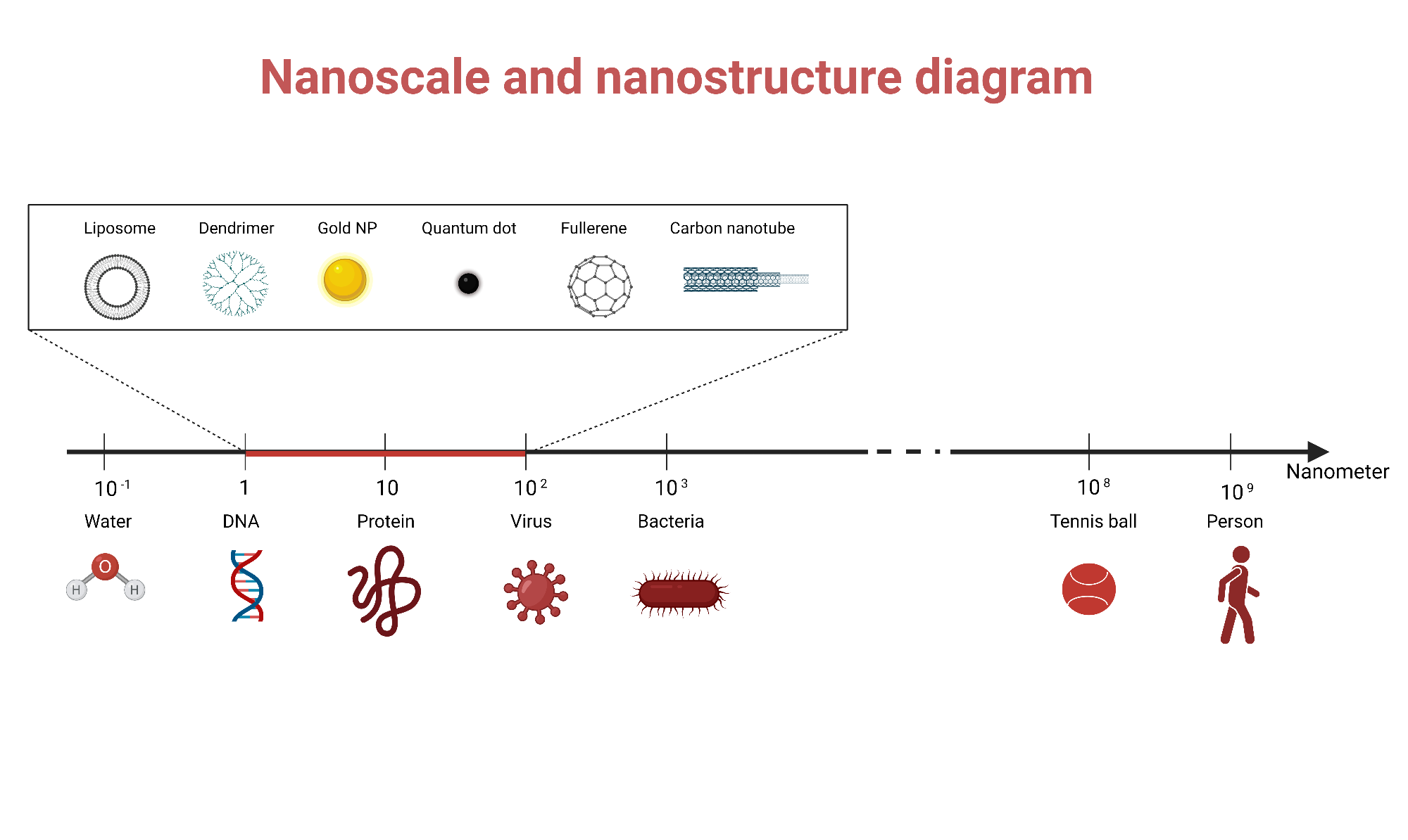 Nanoscale and nanostructure diagram | BioRender Science Templates
