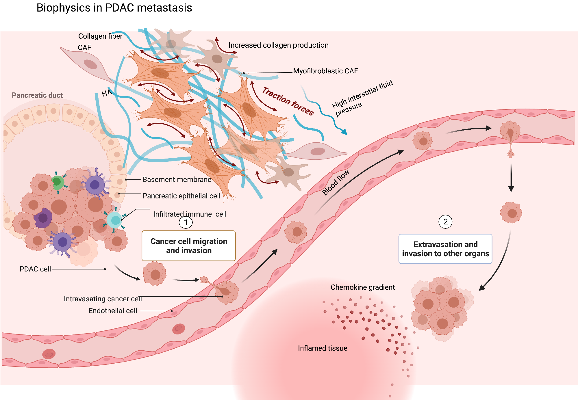Biophysics in PDAC tumor microenvironment | BioRender Science Templates