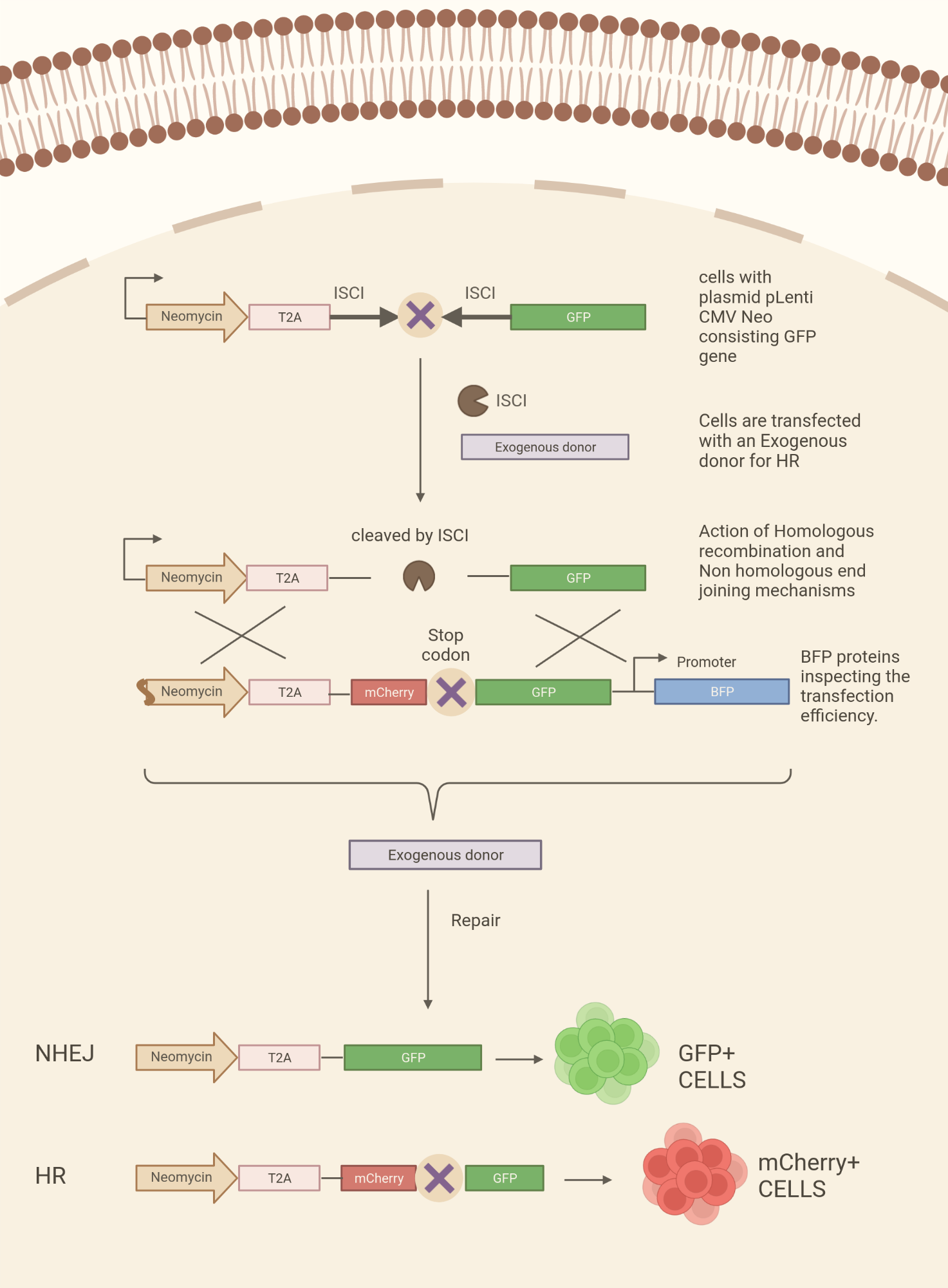 HR and NHEJ reporter mechanisms for DNA double strand break repair ...