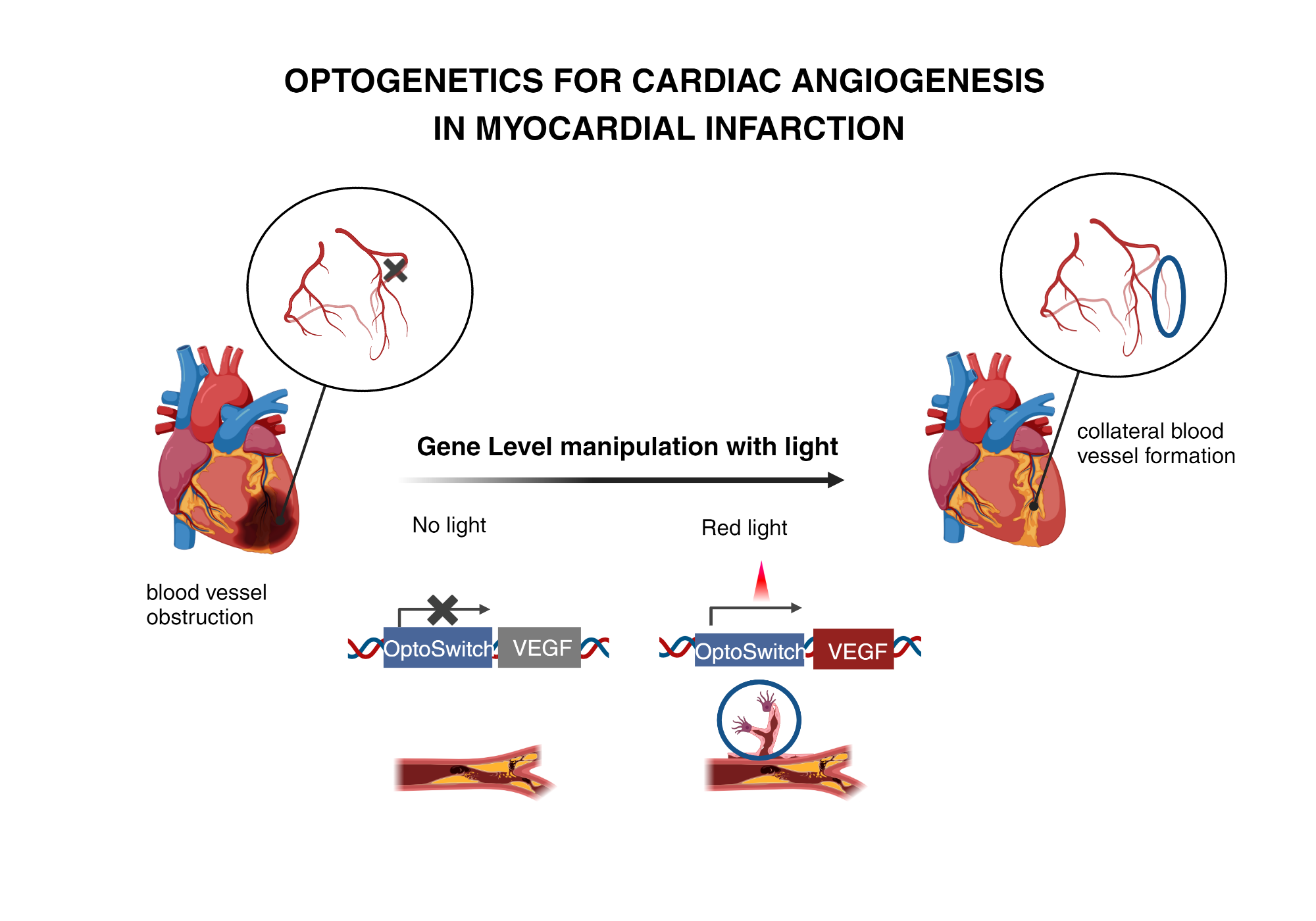 Cardiovascular optogenetics | BioRender Science Templates